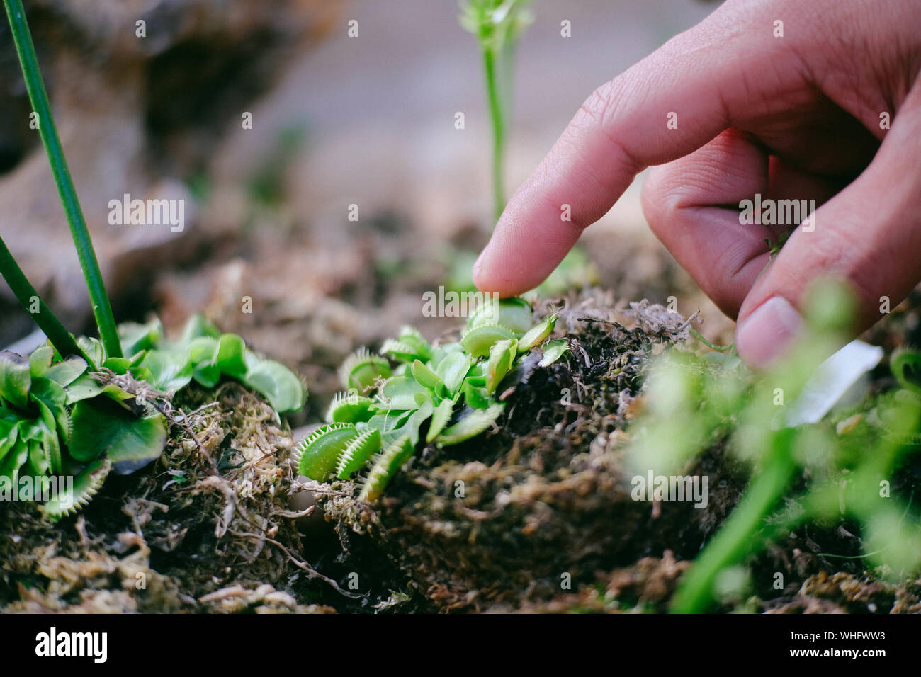 Finger touching plants hi-res stock photography and images - Alamy