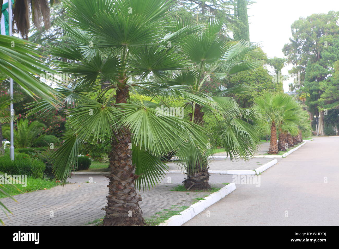 Summer landscape with palm trees Stock Photo - Alamy
