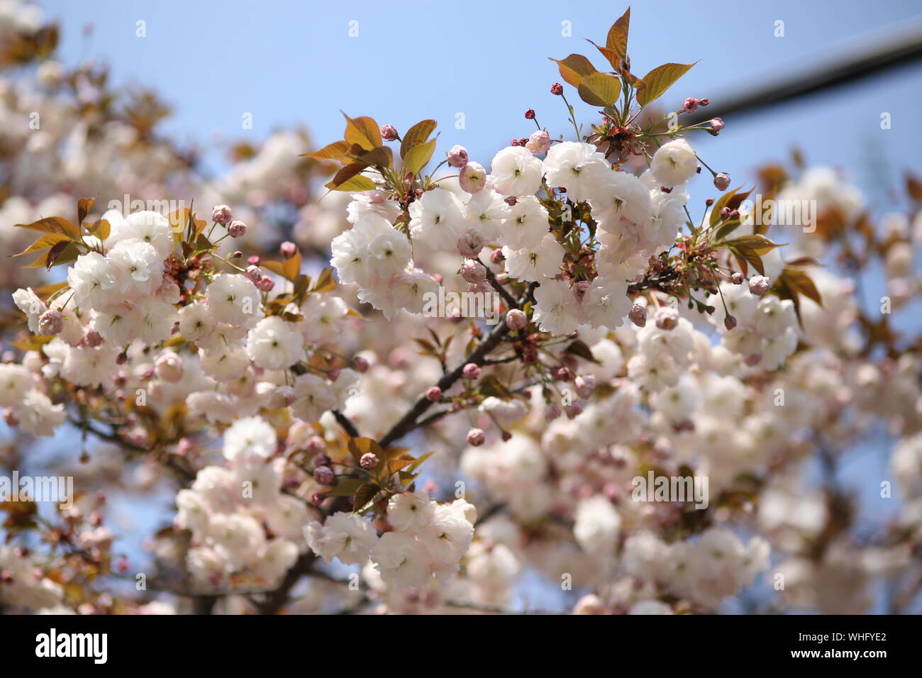 Prickly apple hi-res stock photography and images - Alamy