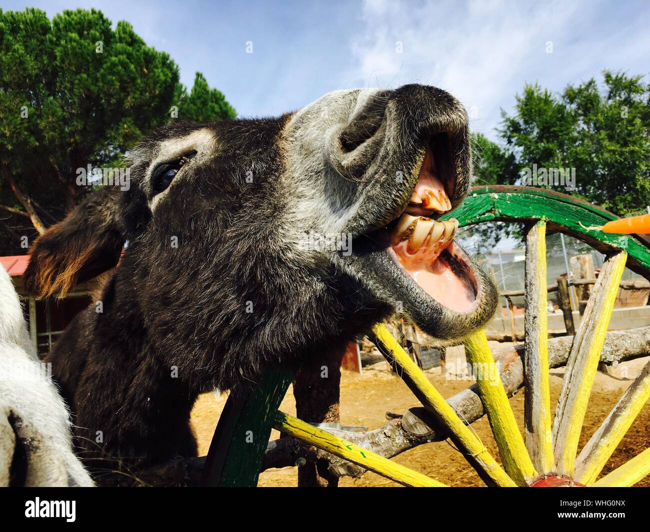 Wheel donkey hi-res stock photography and images - Alamy