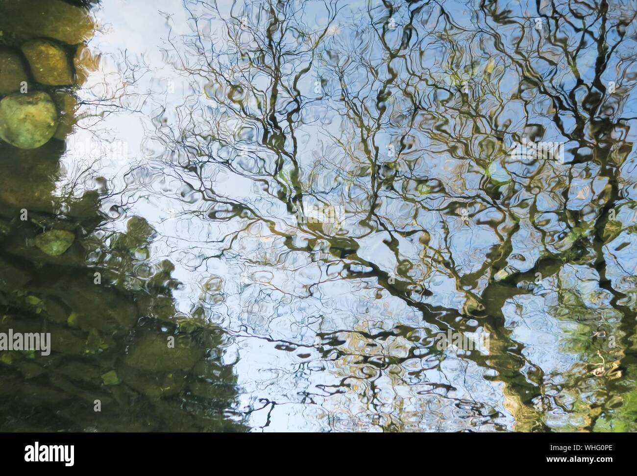 Tree reflection water hi-res stock photography and images - Alamy