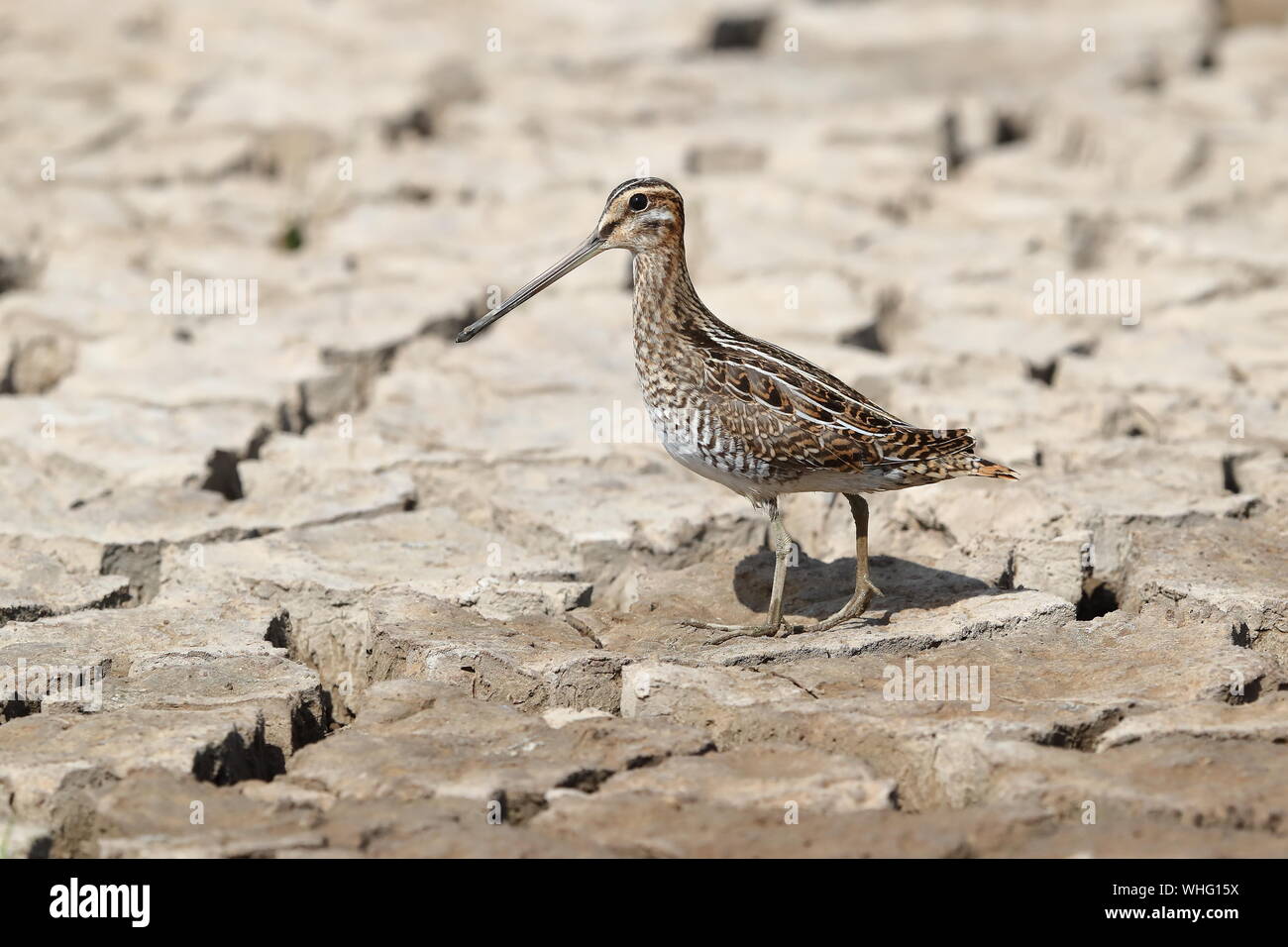 Cryptic birds hi-res stock photography and images - Alamy
