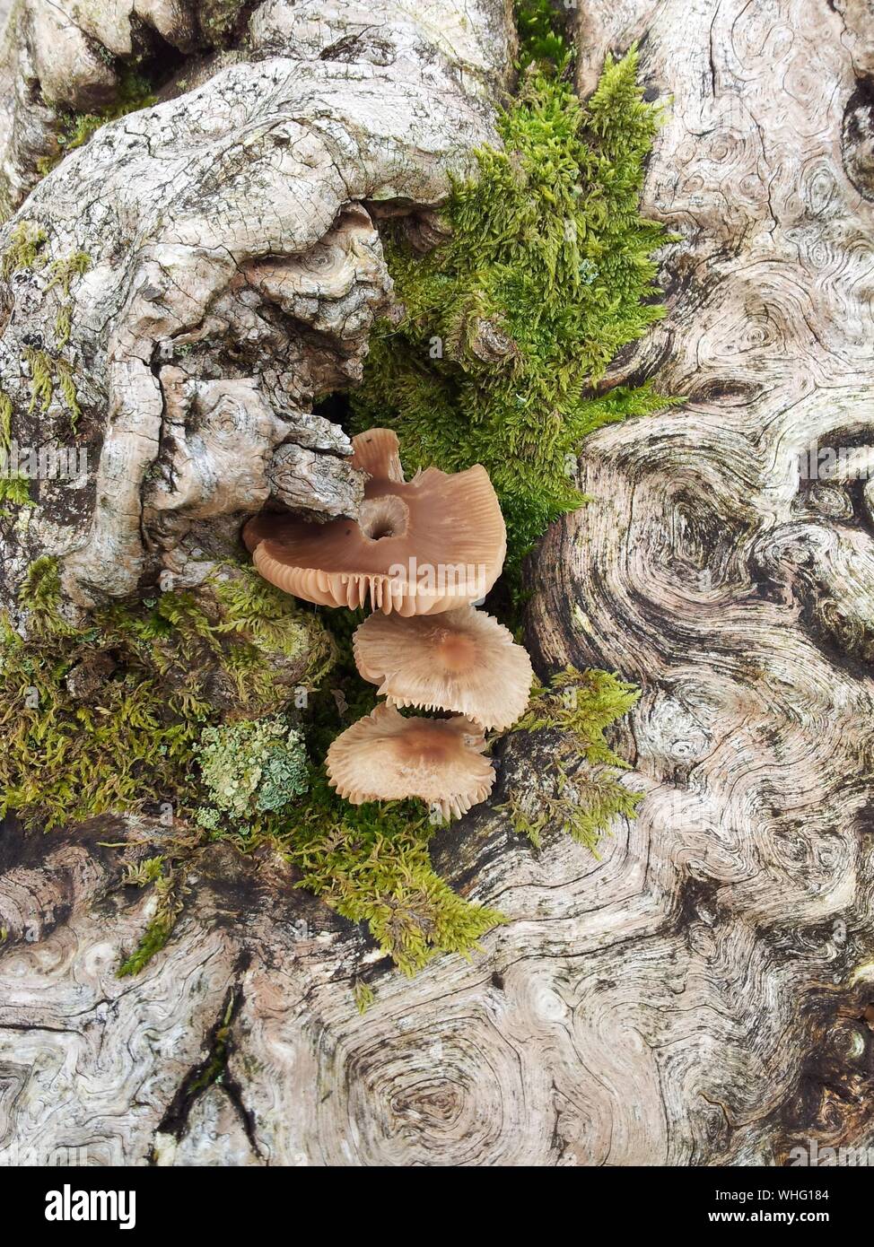 Toadstool rocks hi-res stock photography and images - Alamy