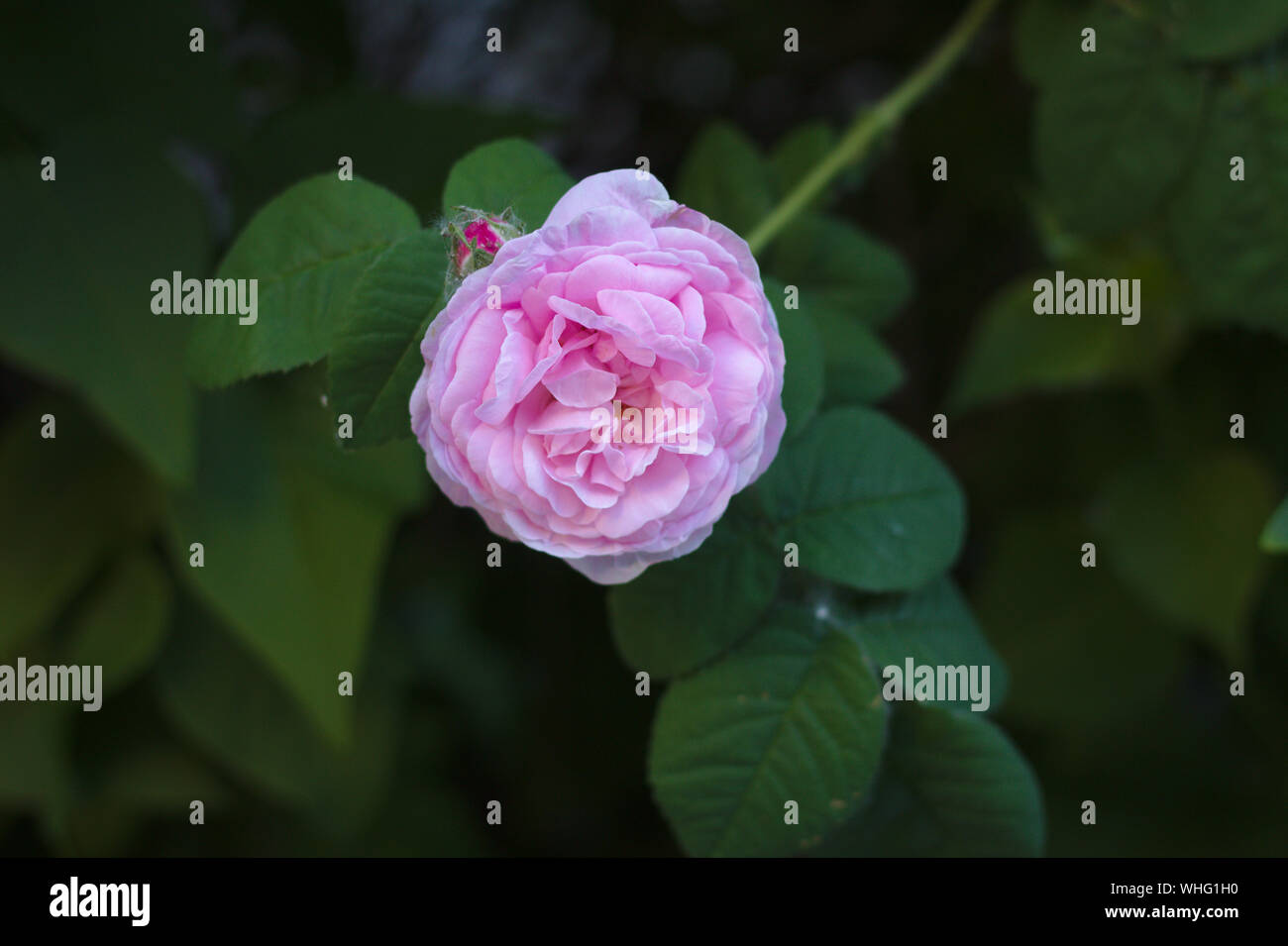 pink tea rose flower on a background of dark foliage Stock Photo - Alamy