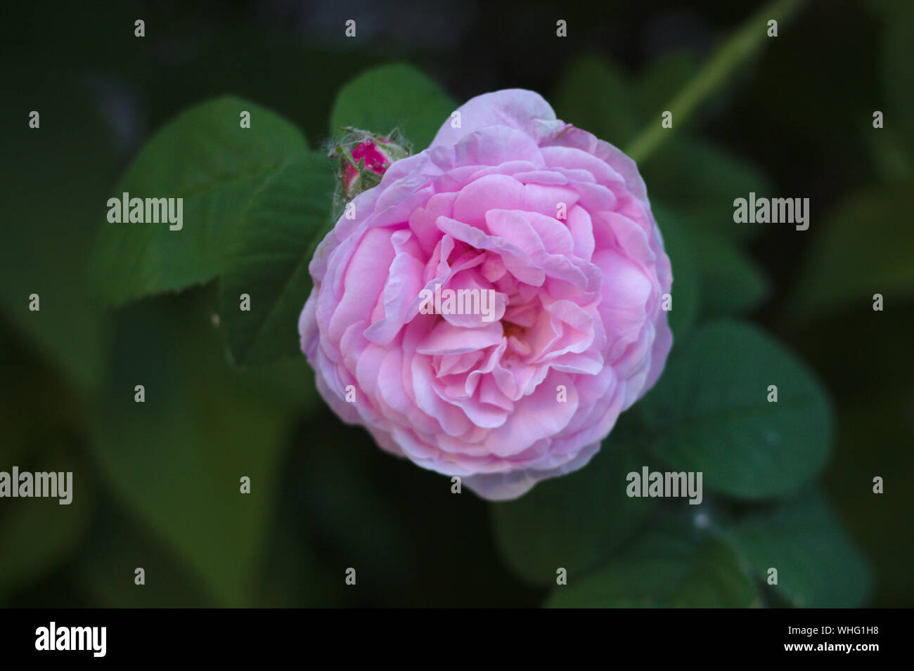 pink tea rose flower on a background of dark foliage Stock Photo - Alamy