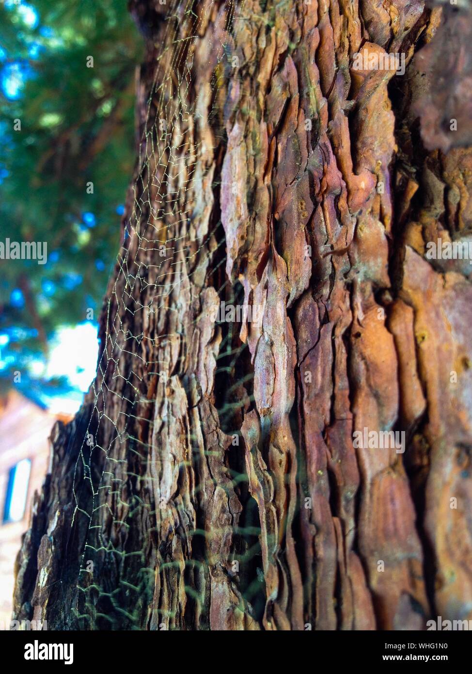 Bark Spider Web High Resolution Stock Photography and Images - Alamy