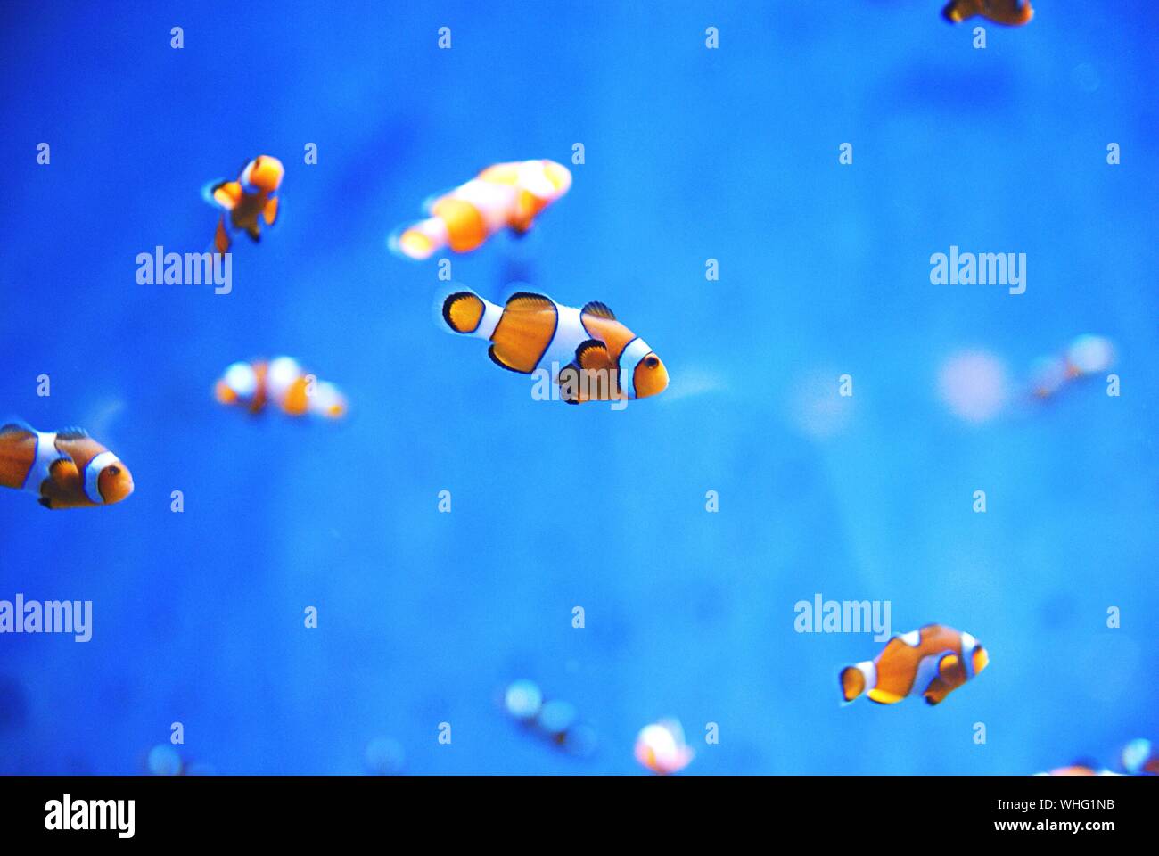 School of fish beauty hi-res stock photography and images - Alamy
