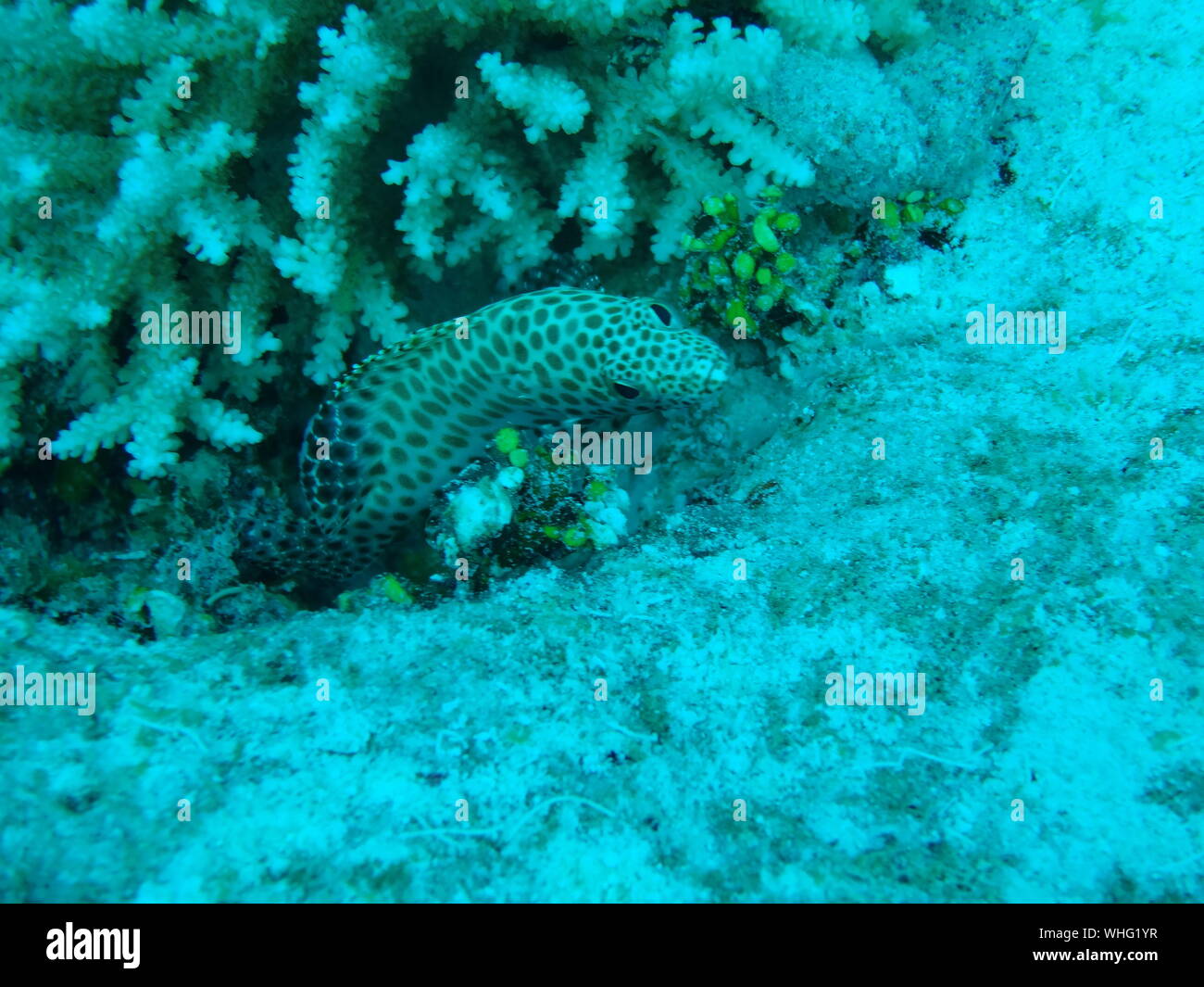 Fish hiding in coral hi-res stock photography and images - Alamy