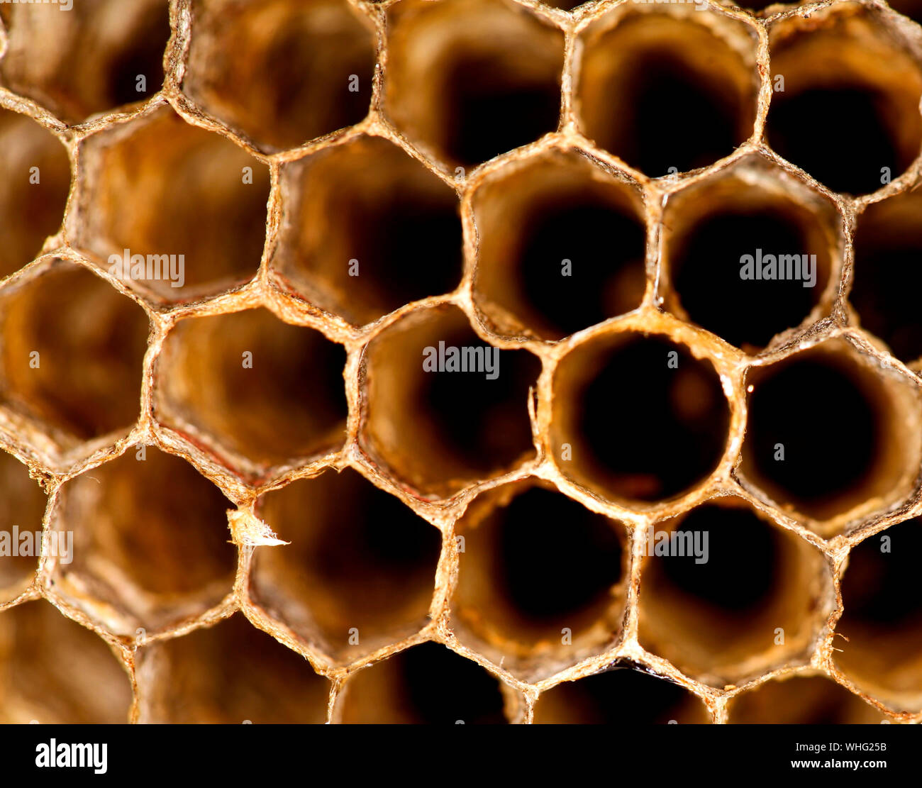 Frame of honeycomb hi-res stock photography and images - Alamy
