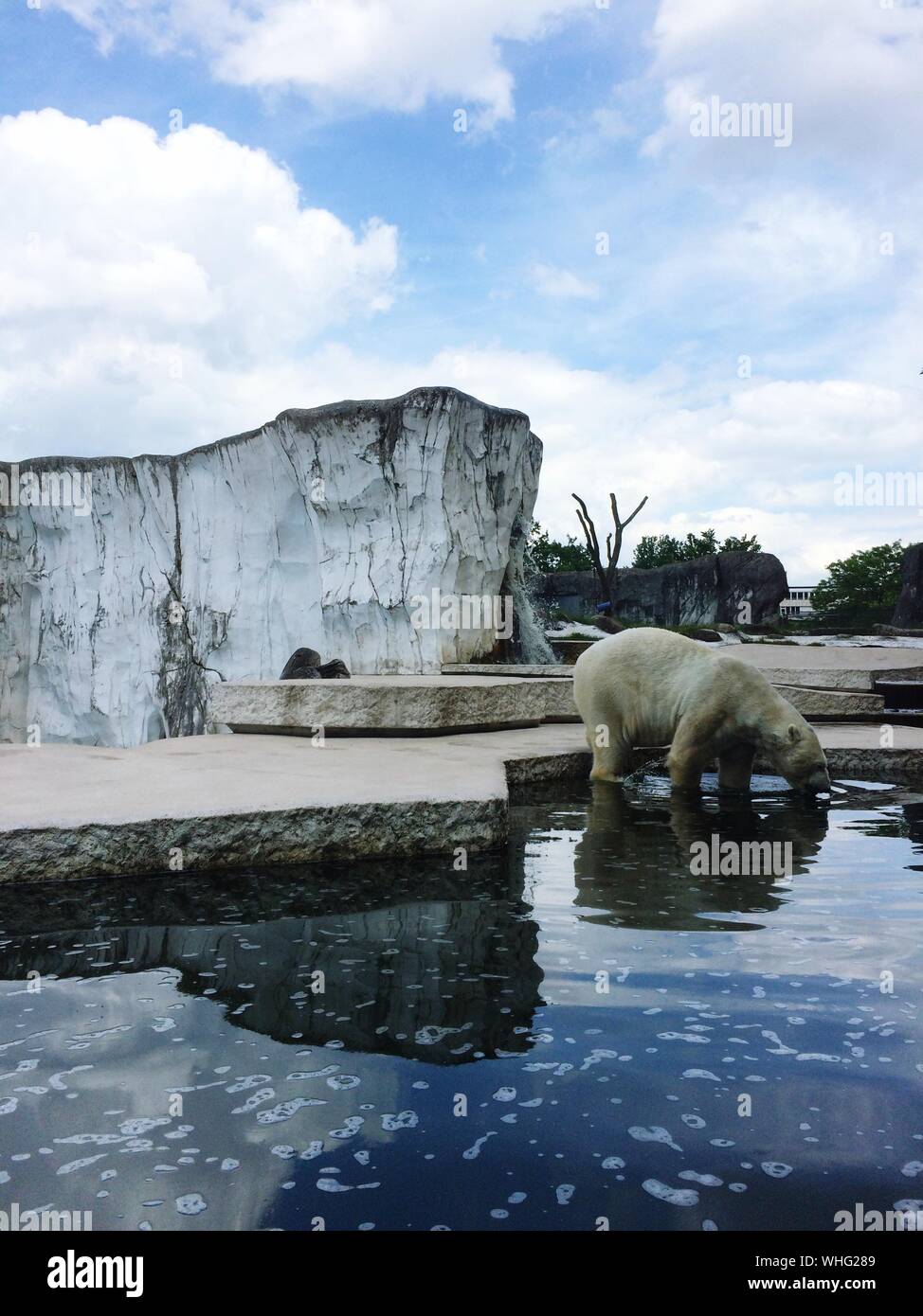 Polar bear drinking water hi-res stock photography and images - Alamy