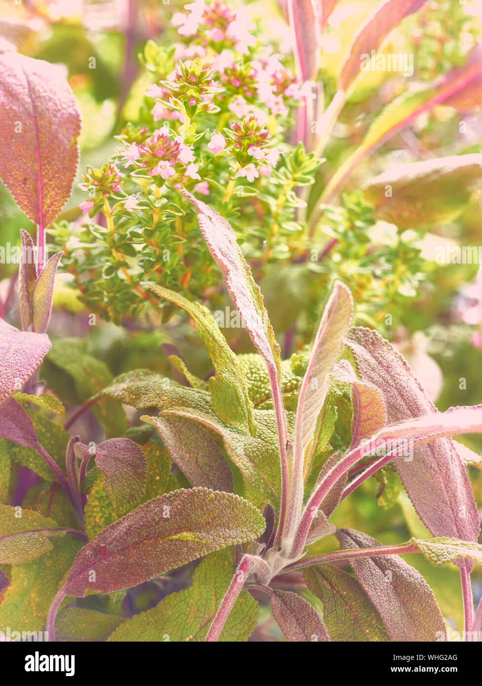 Embalming oil hi-res stock photography and images - Alamy