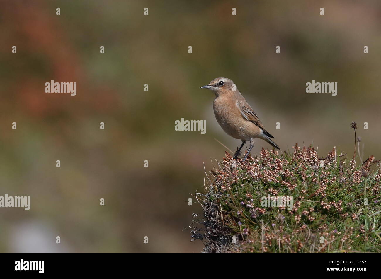 Juvenile Northern Wheatear Stock Photo - Alamy