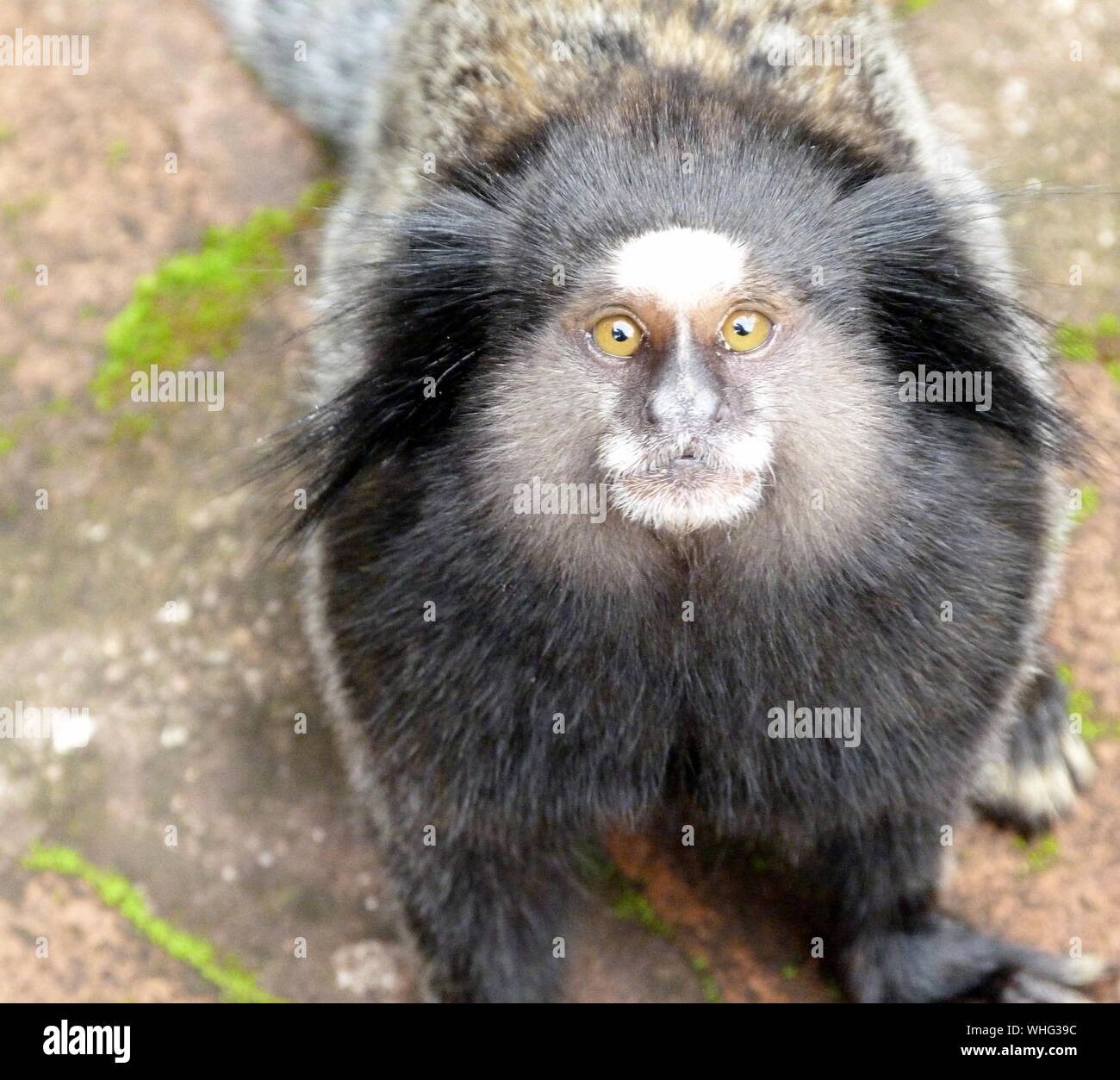 Black tufted marmoset hi-res stock photography and images - Alamy