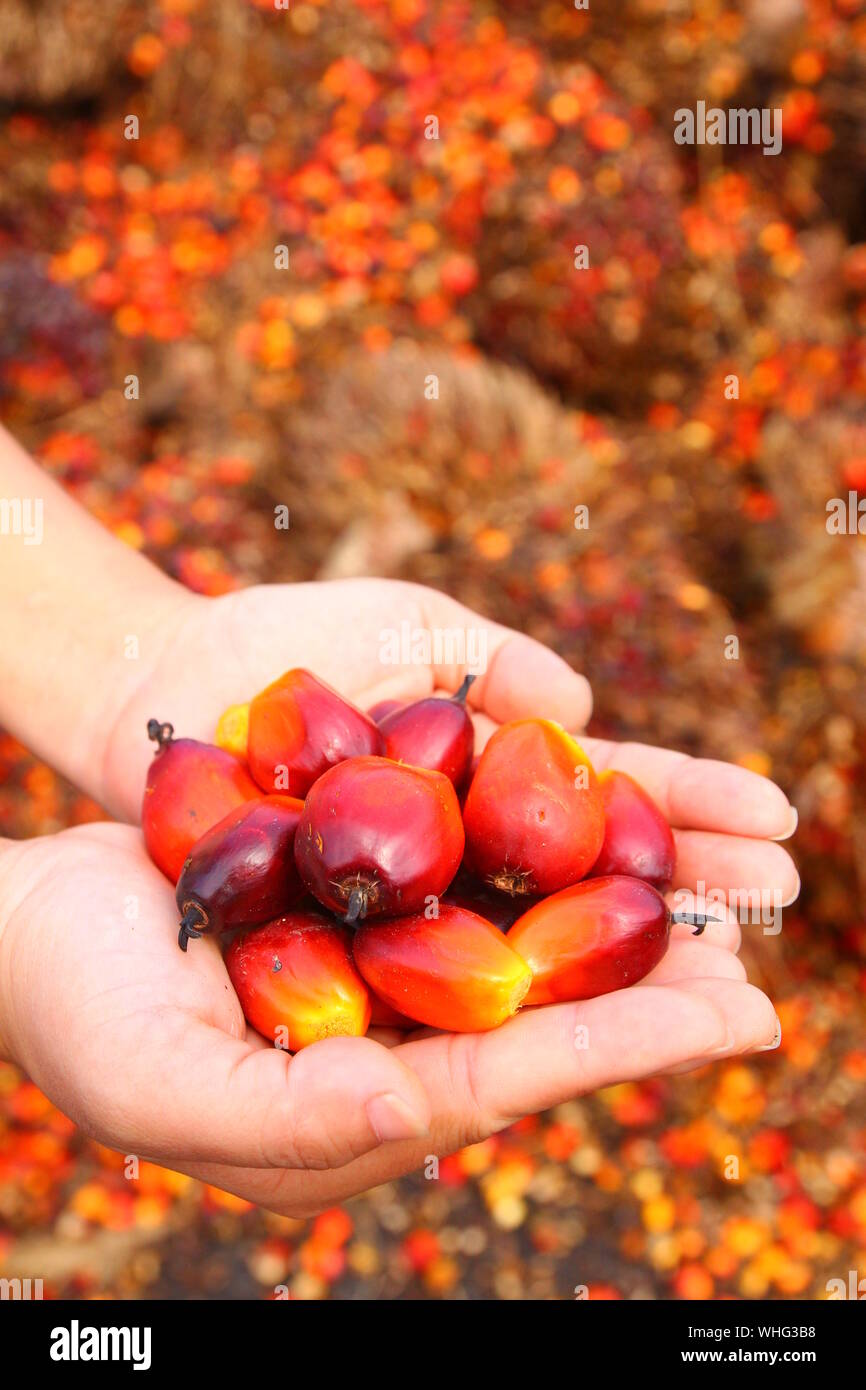 Fruits in hands hi-res stock photography and images - Alamy