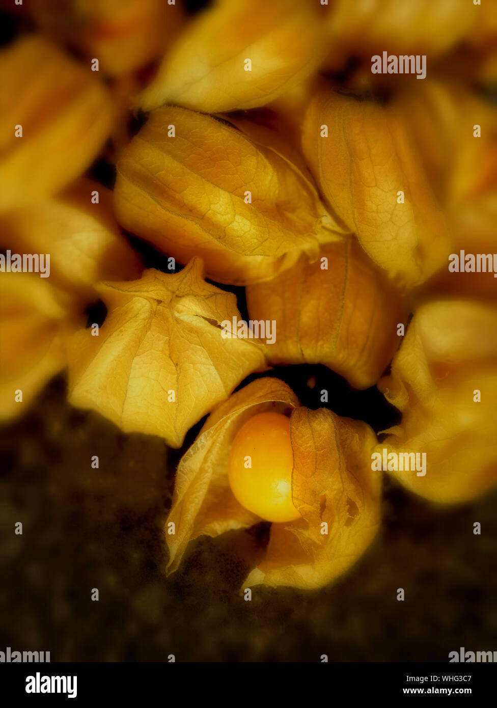 Cape Gooseberry fruit food close-up photograph Stock Photo - Alamy