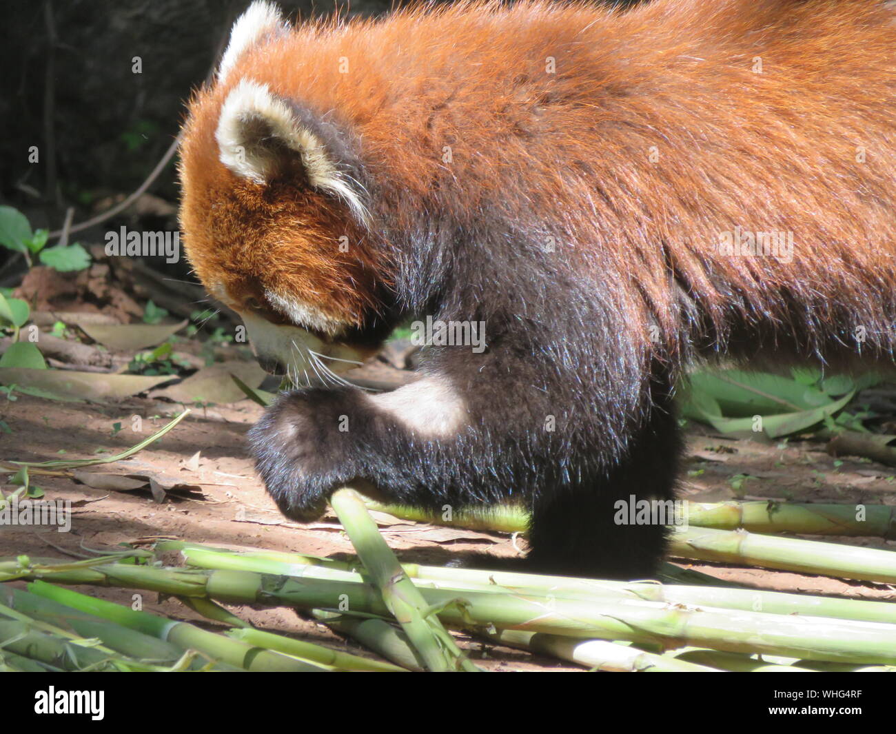 Red Panda Eating Bamboo High Resolution Stock Photography and Images ...