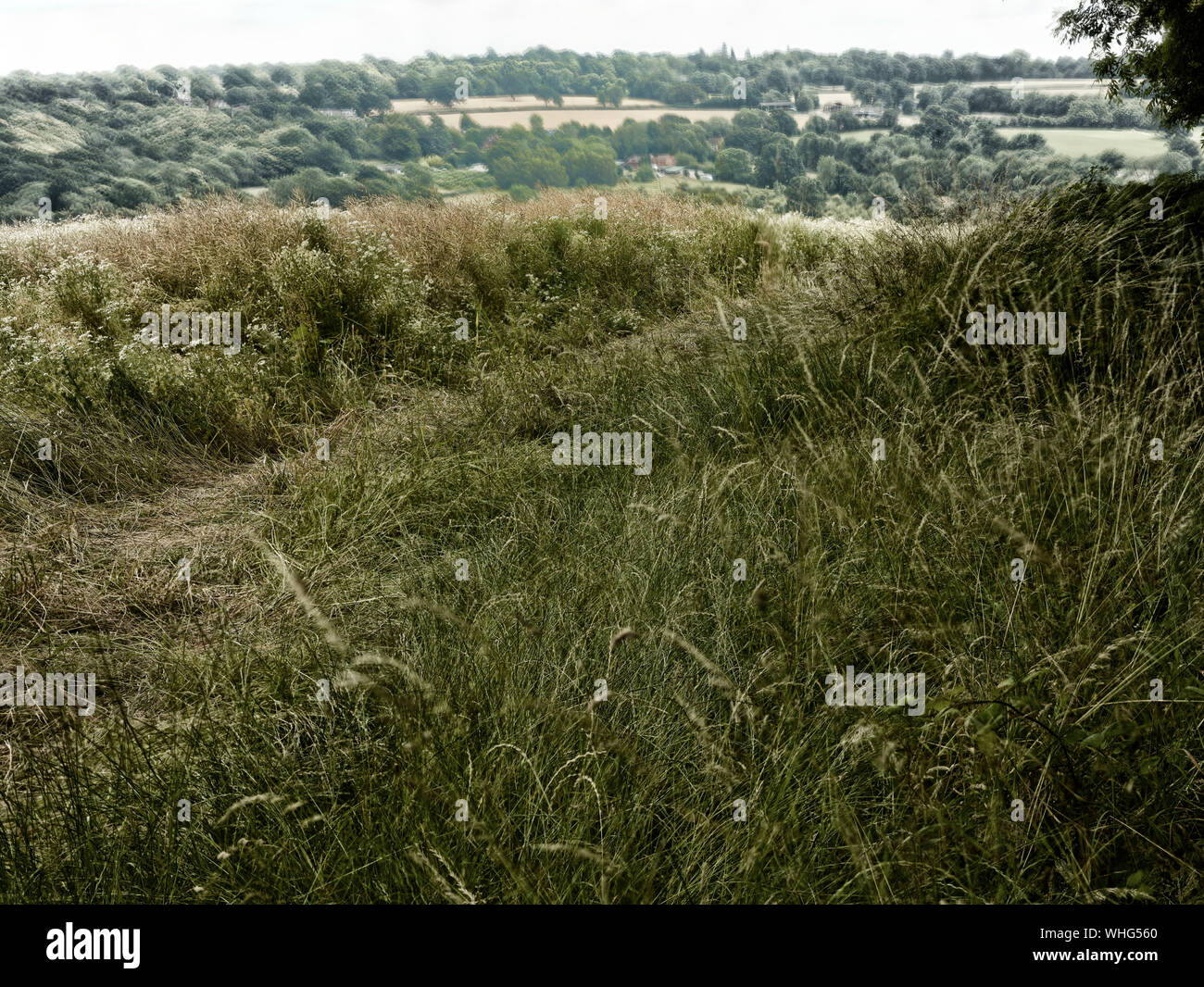 Grassy landscape in the Kent countryside in mid-summer, Kent, England ...
