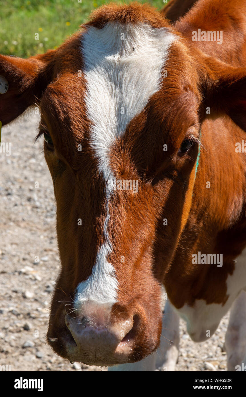 Cow face hi-res stock photography and images - Alamy