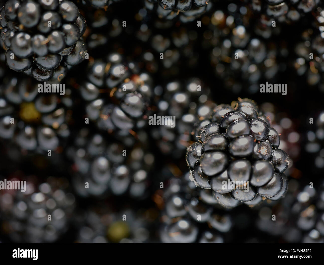 Blackberry close-up fruit food portrait Stock Photo - Alamy