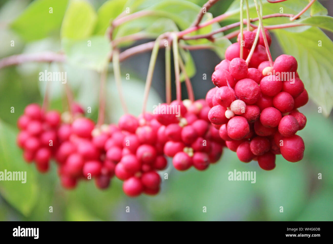 Schisandrahanging hi-res stock photography and images - Alamy