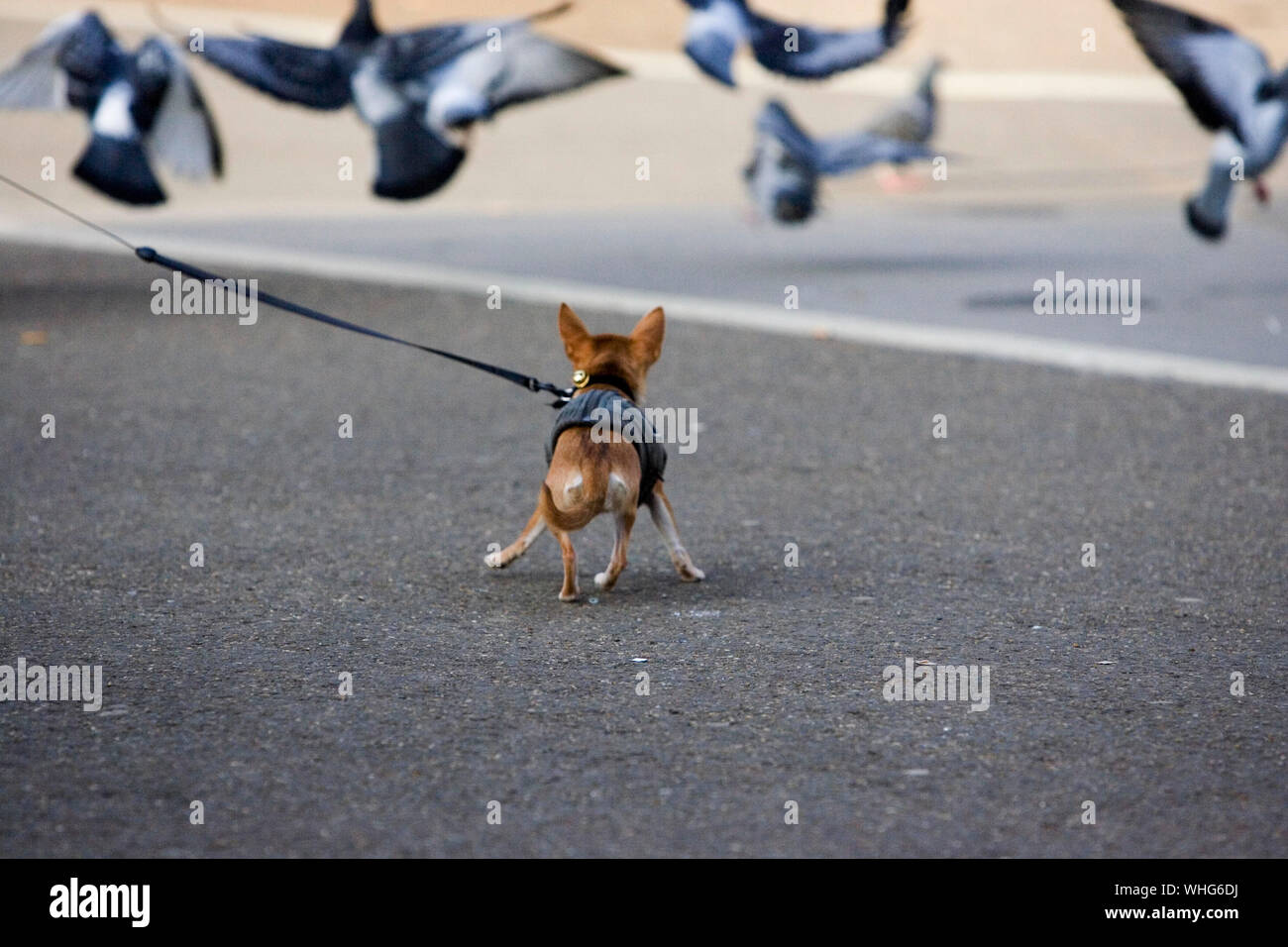 Running birds hi-res stock photography and images - Alamy