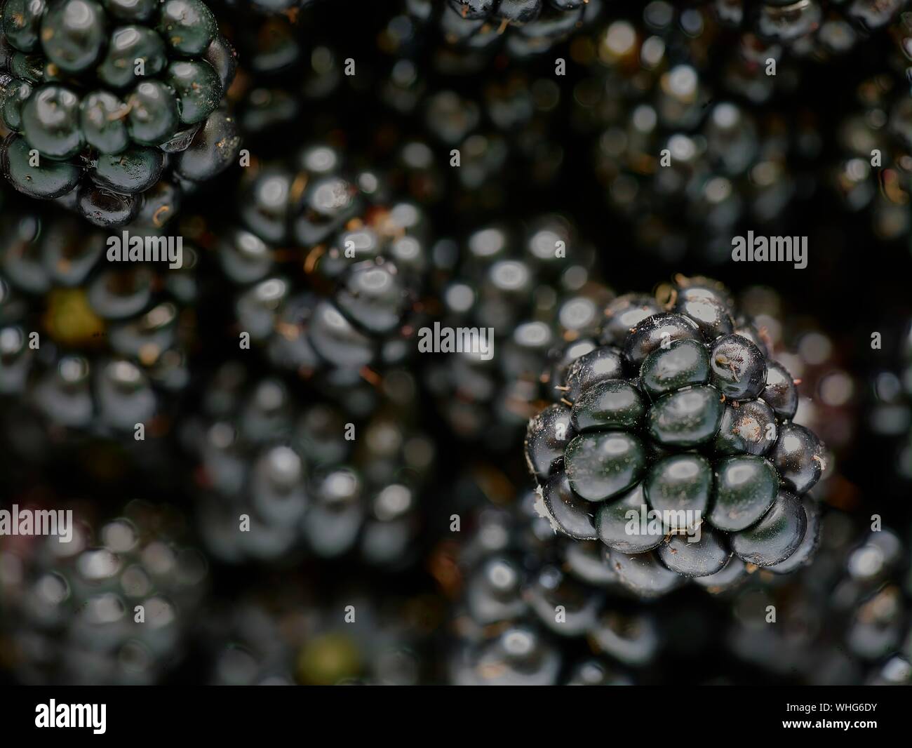 Blackberry close-up fruit food portrait Stock Photo - Alamy