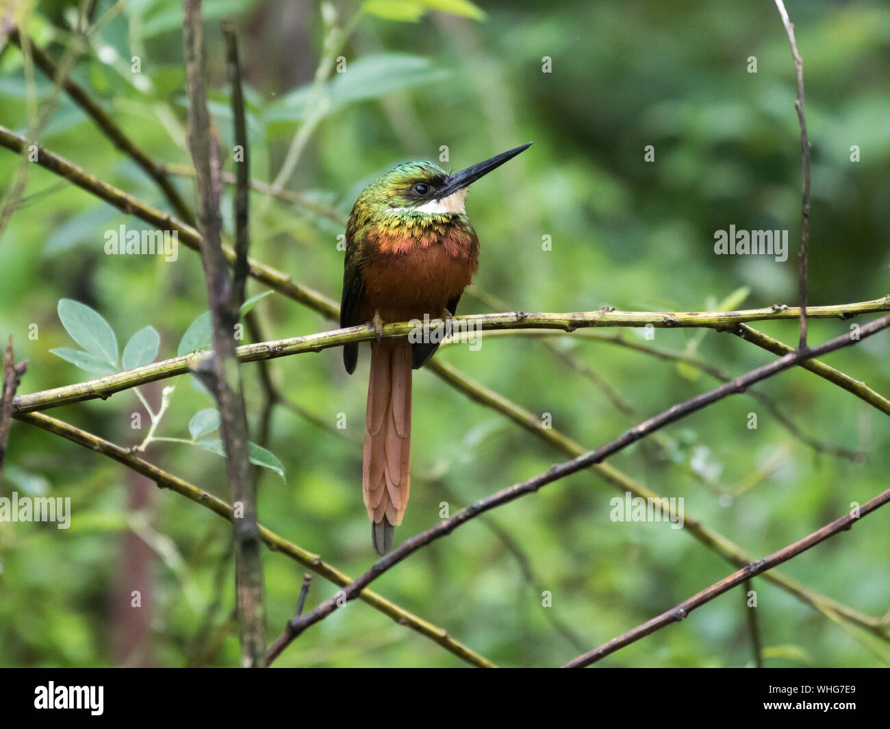 Rufous-tailed Jacamar (Galbula ruficauda Stock Photo - Alamy
