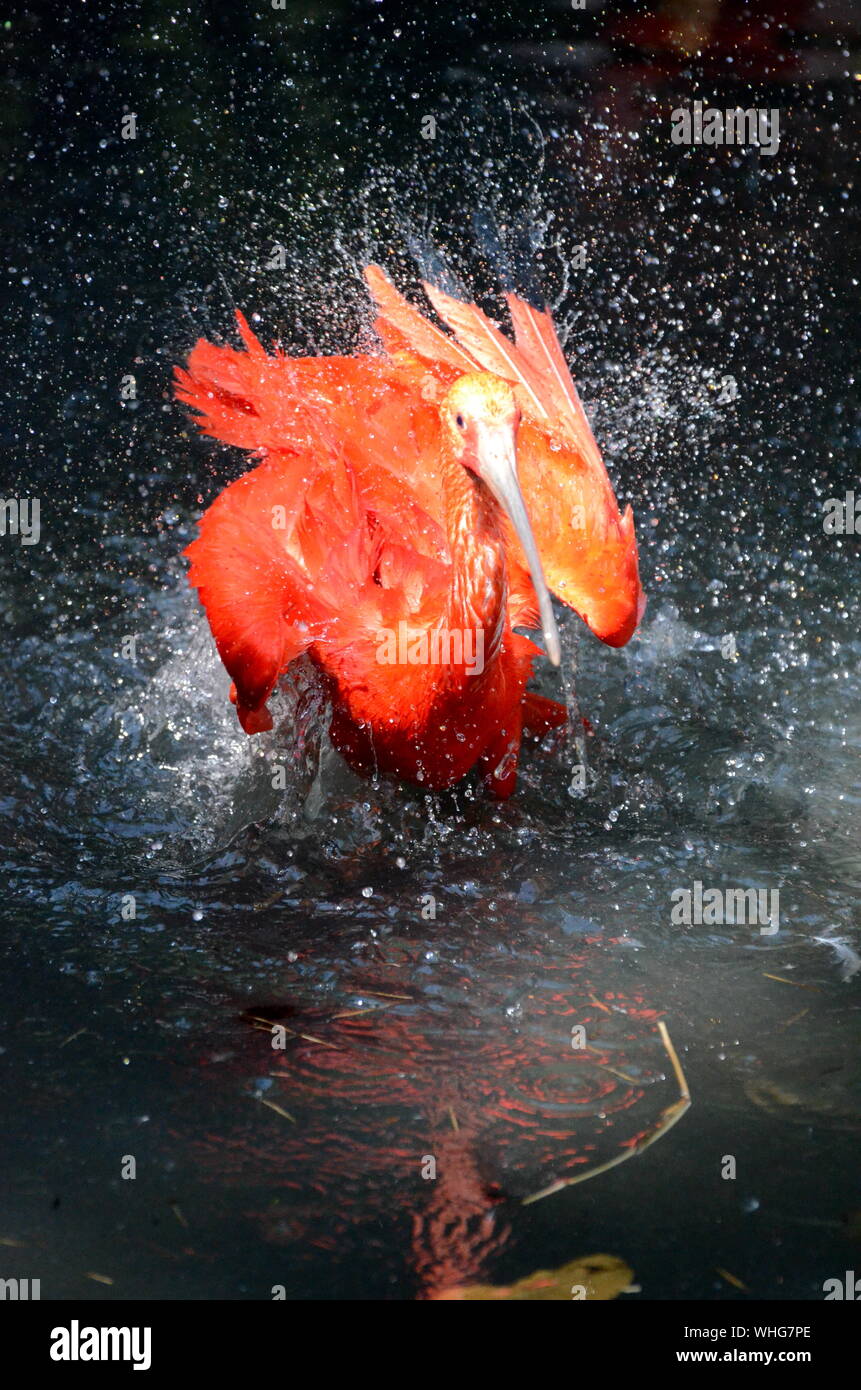 Dead fish underwater hi-res stock photography and images - Alamy