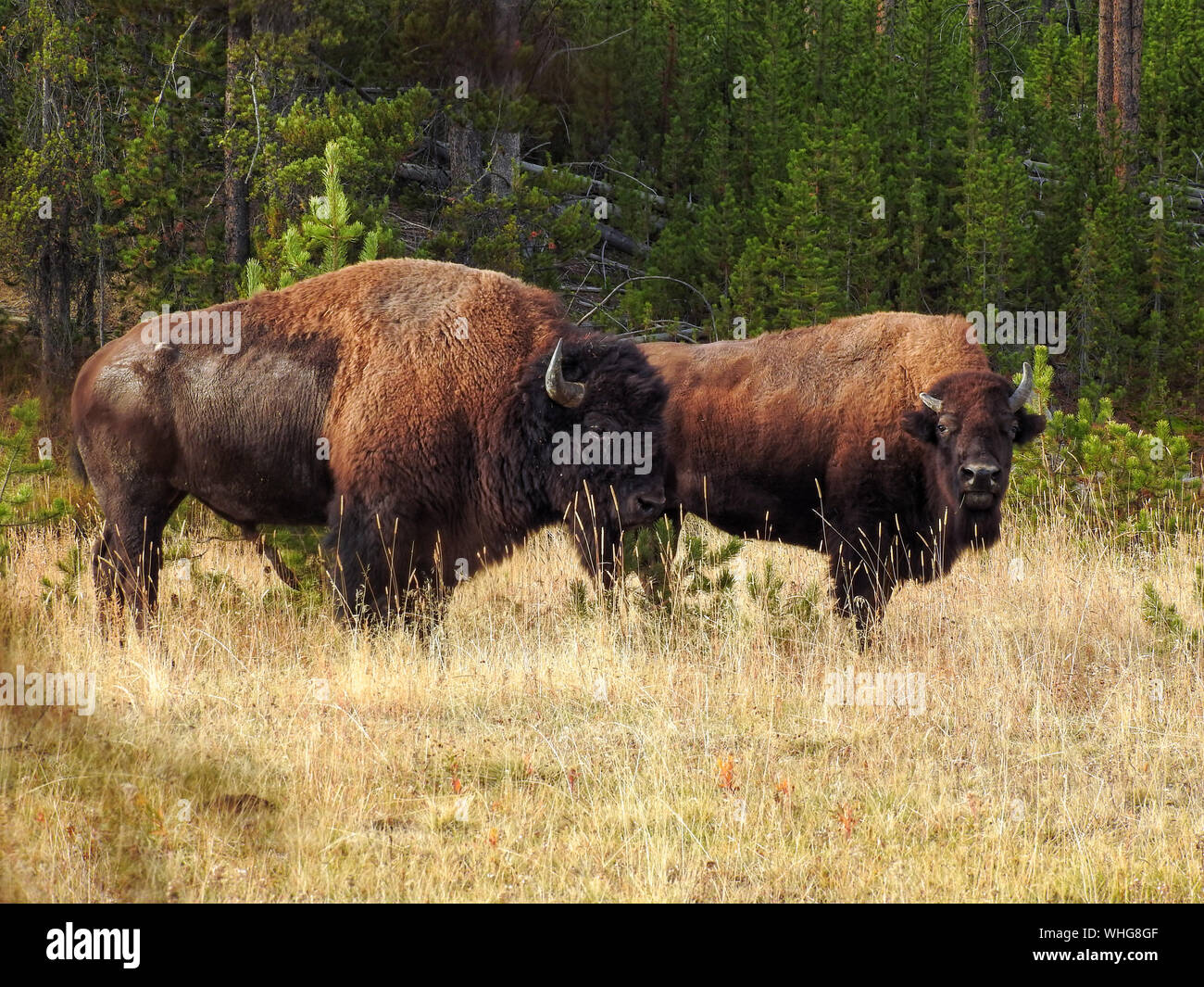 Bison rut hi-res stock photography and images - Alamy
