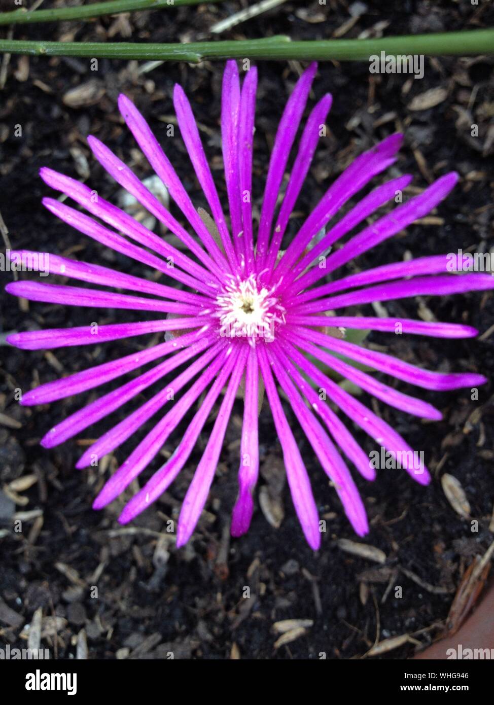 Sea Fig High Resolution Stock Photography and Images - Alamy