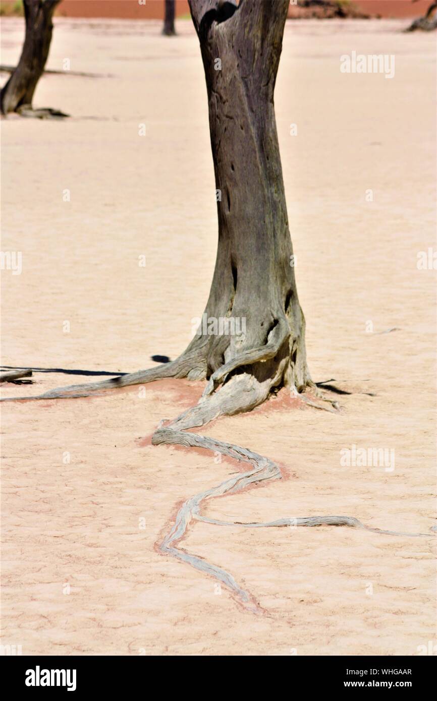 Vertical shot of dry tree roots in the desert with a blurred background ...