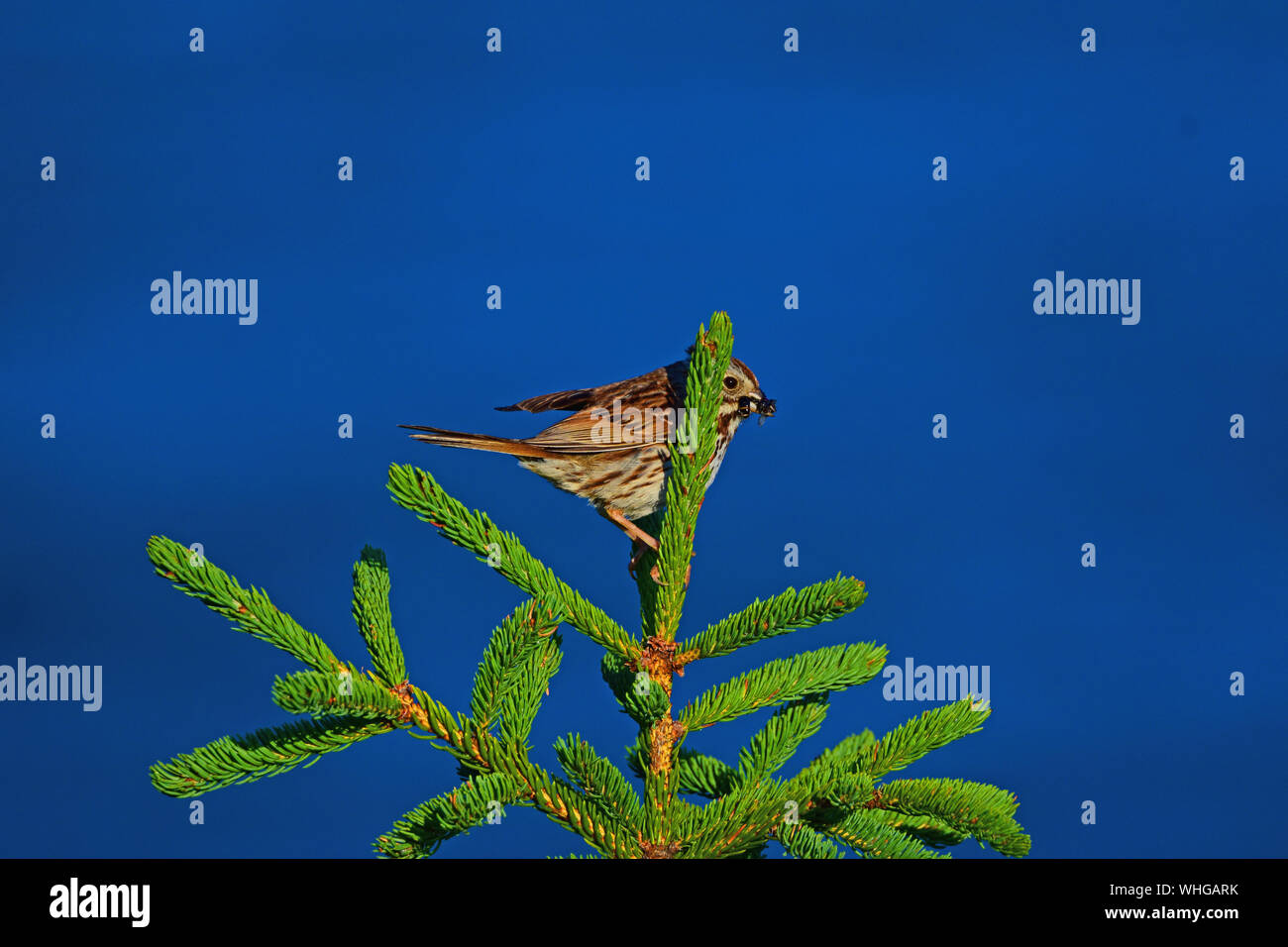 Little bird sitting on a branch above the atlantic ocean in Canada ...