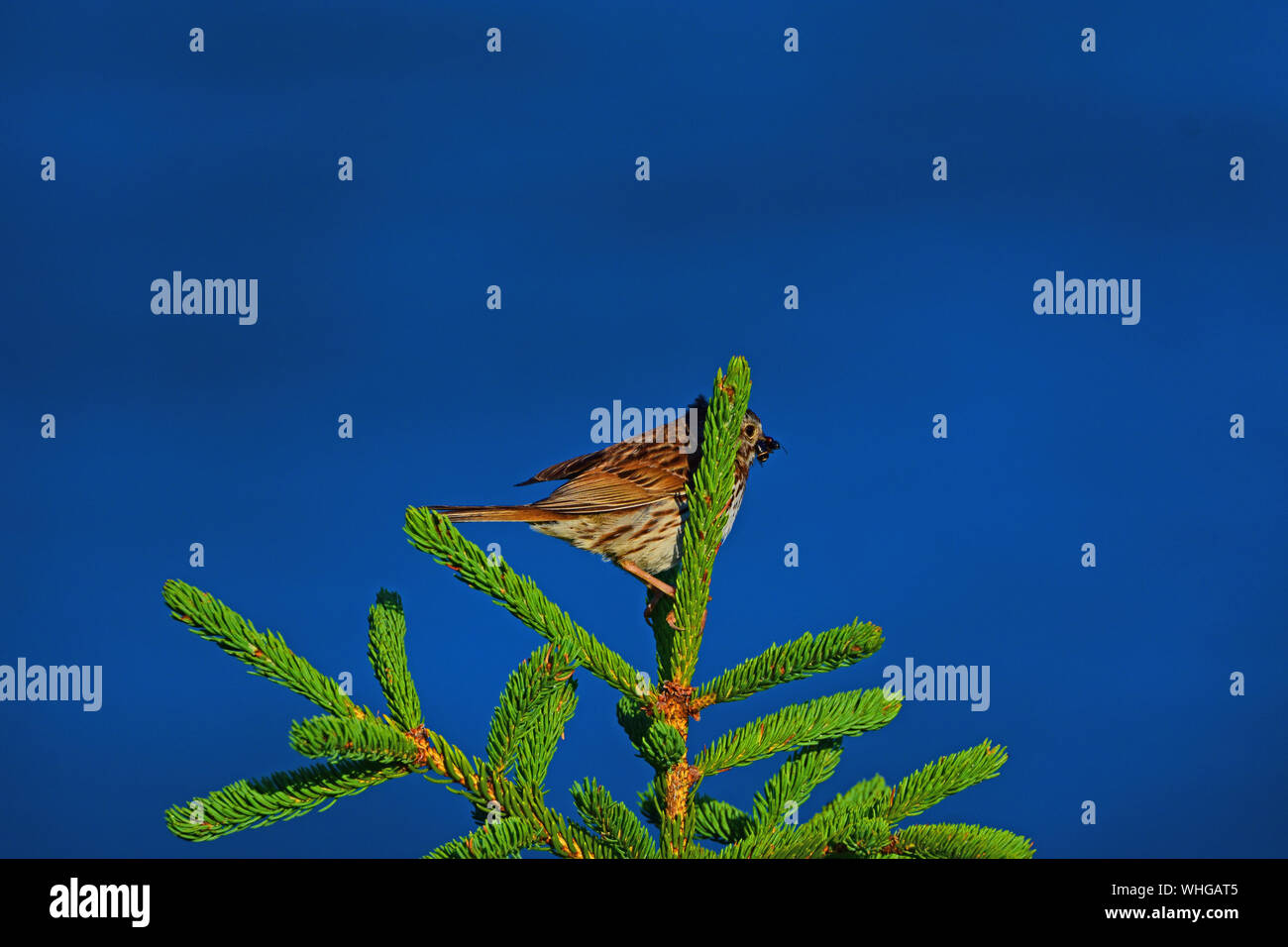 Little bird sitting on a branch above the atlantic ocean in Canada ...