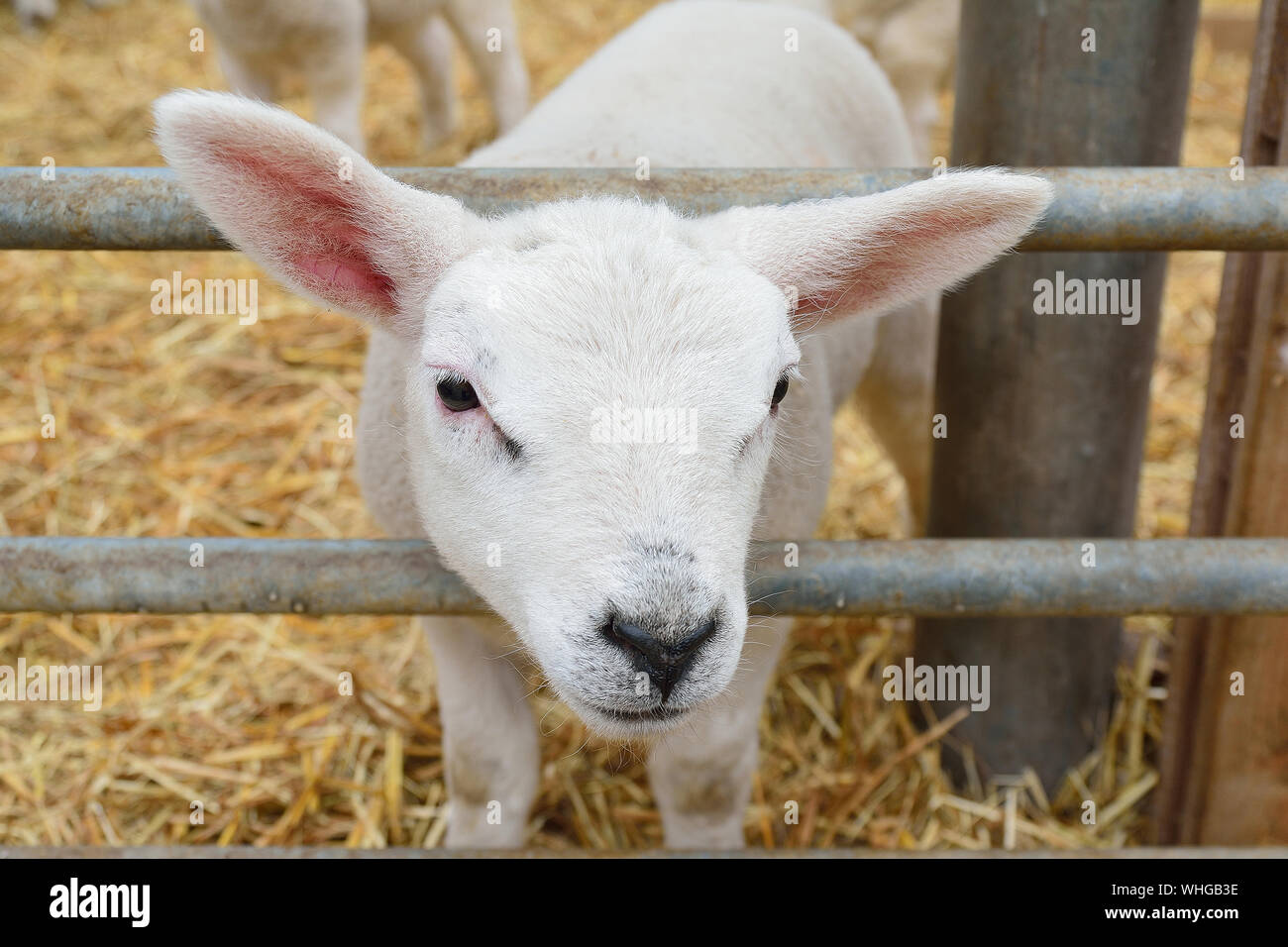 photo of an inquisitive lamb looking at the viewer Stock Photo - Alamy