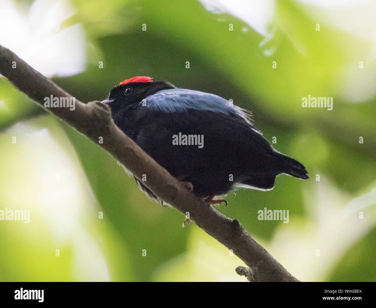 Blue backed manakin hi-res stock photography and images - Alamy