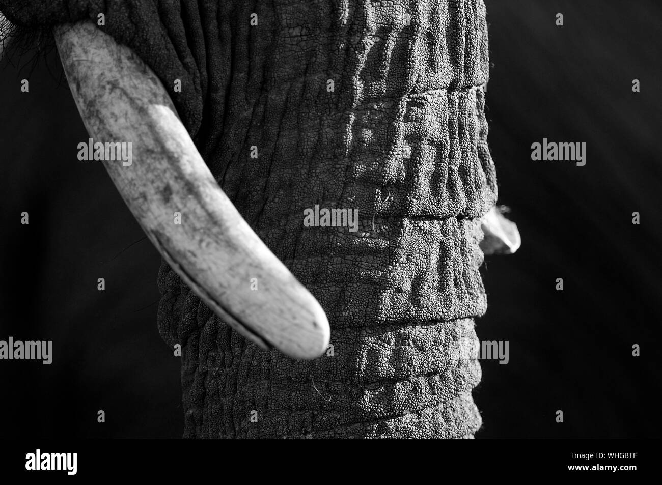 Elephant tusk hi-res stock photography and images - Alamy