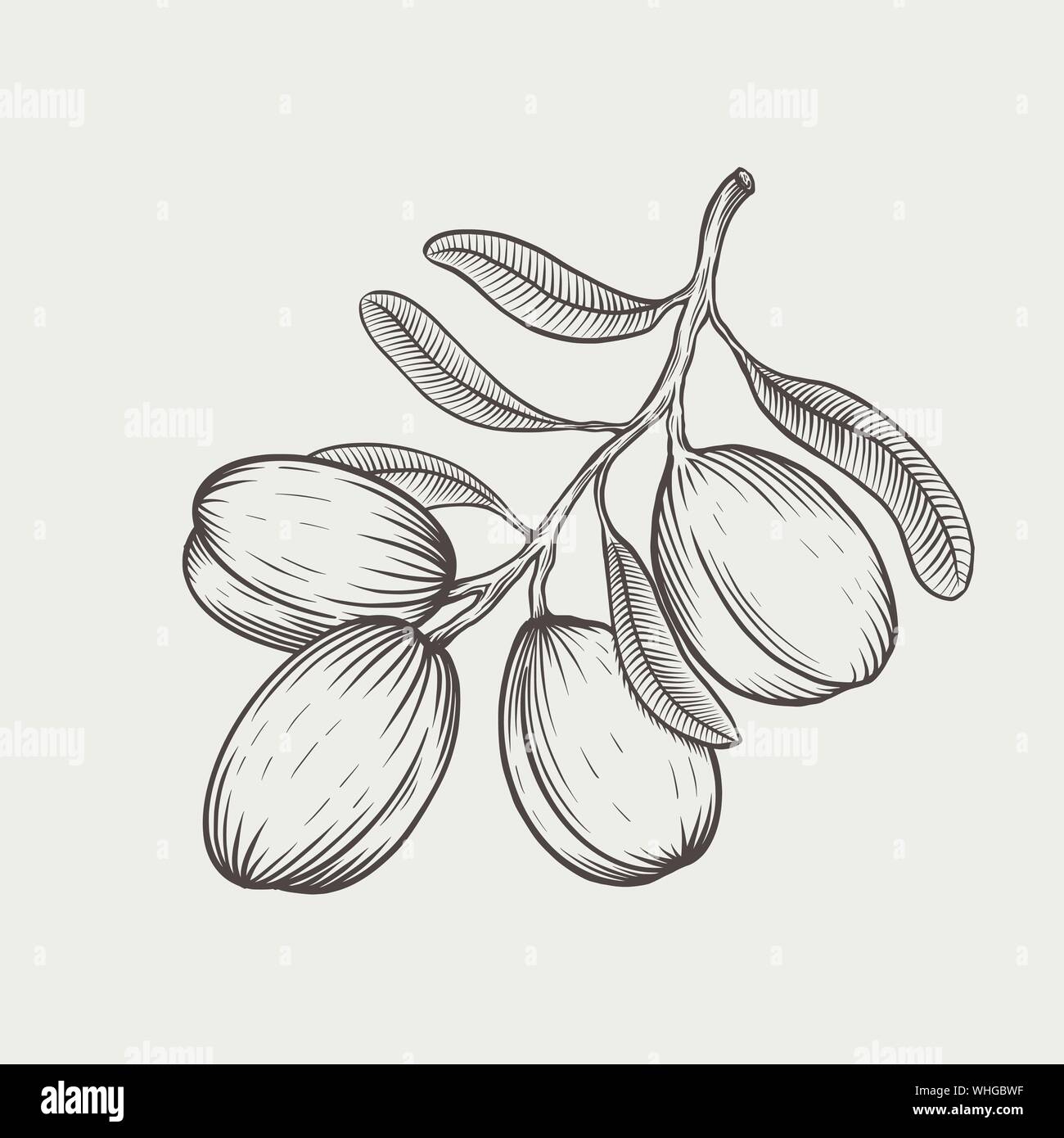 Vector illustration argan tree branch isolated. Engraved style Stock ...