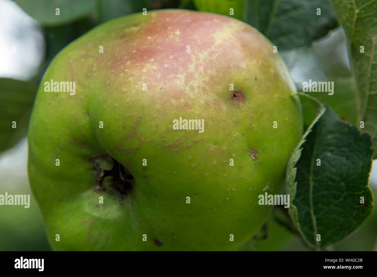 Spotty apple shot close up in landscape format Stock Photo - Alamy