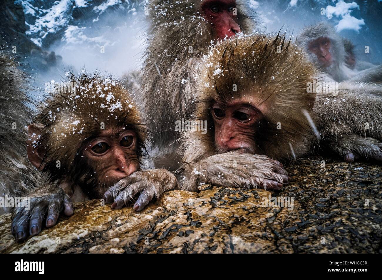 Group of japanese macaques hi-res stock photography and images - Alamy