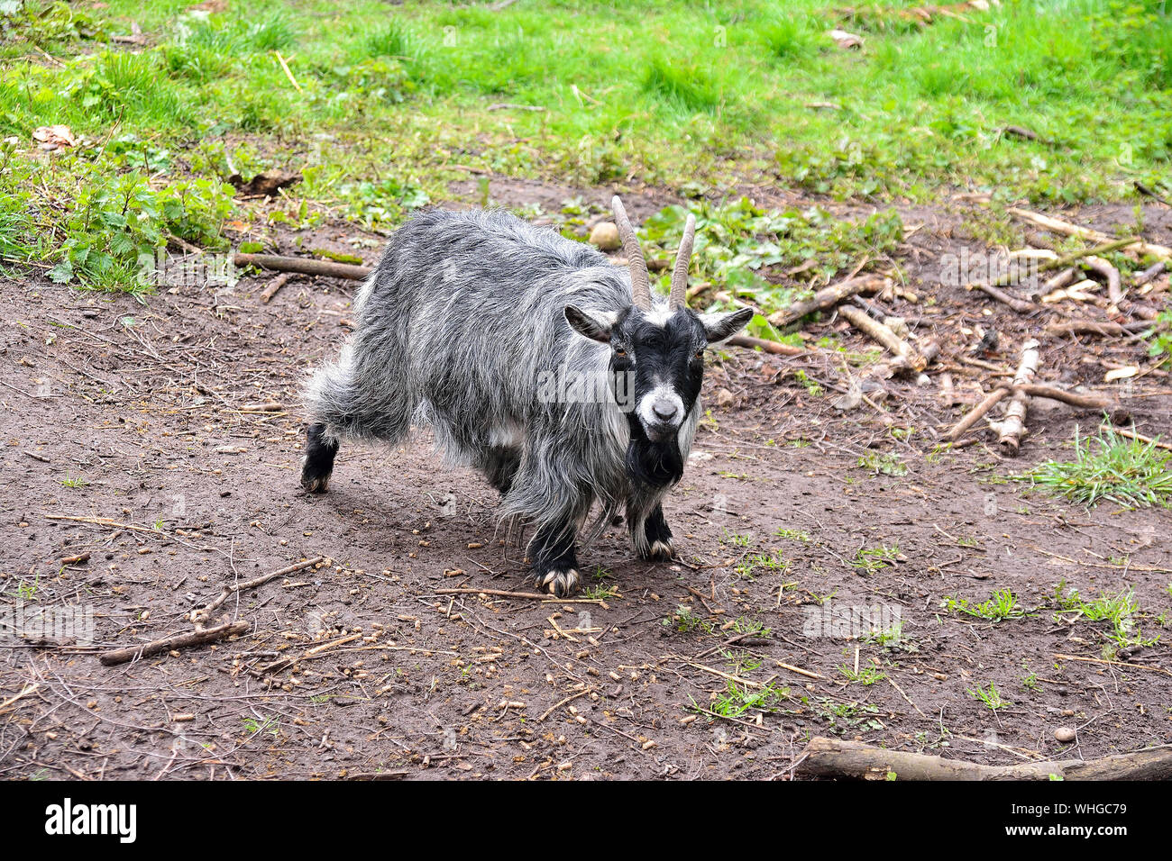 Photo of small grey goat hi-res stock photography and images - Alamy
