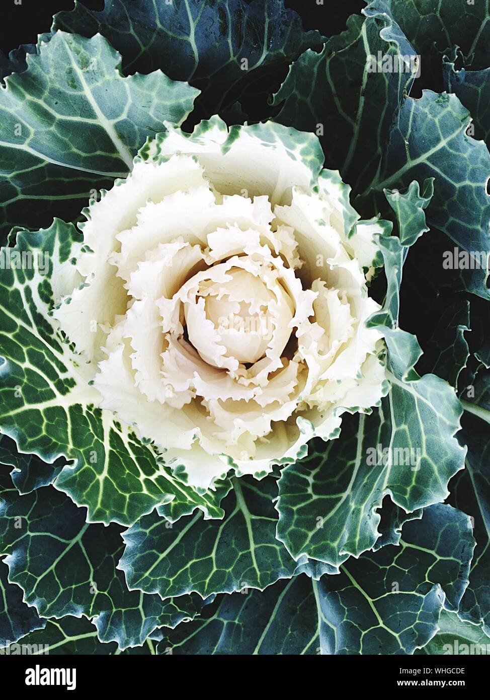 Ornamental Cabbage High Resolution Stock Photography and Images - Alamy