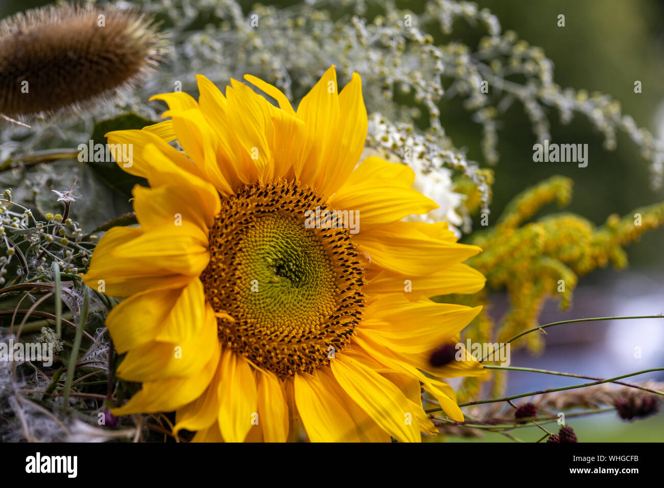 Floristic bouquet of flowers, herbs and fruits that are the symbol of ...