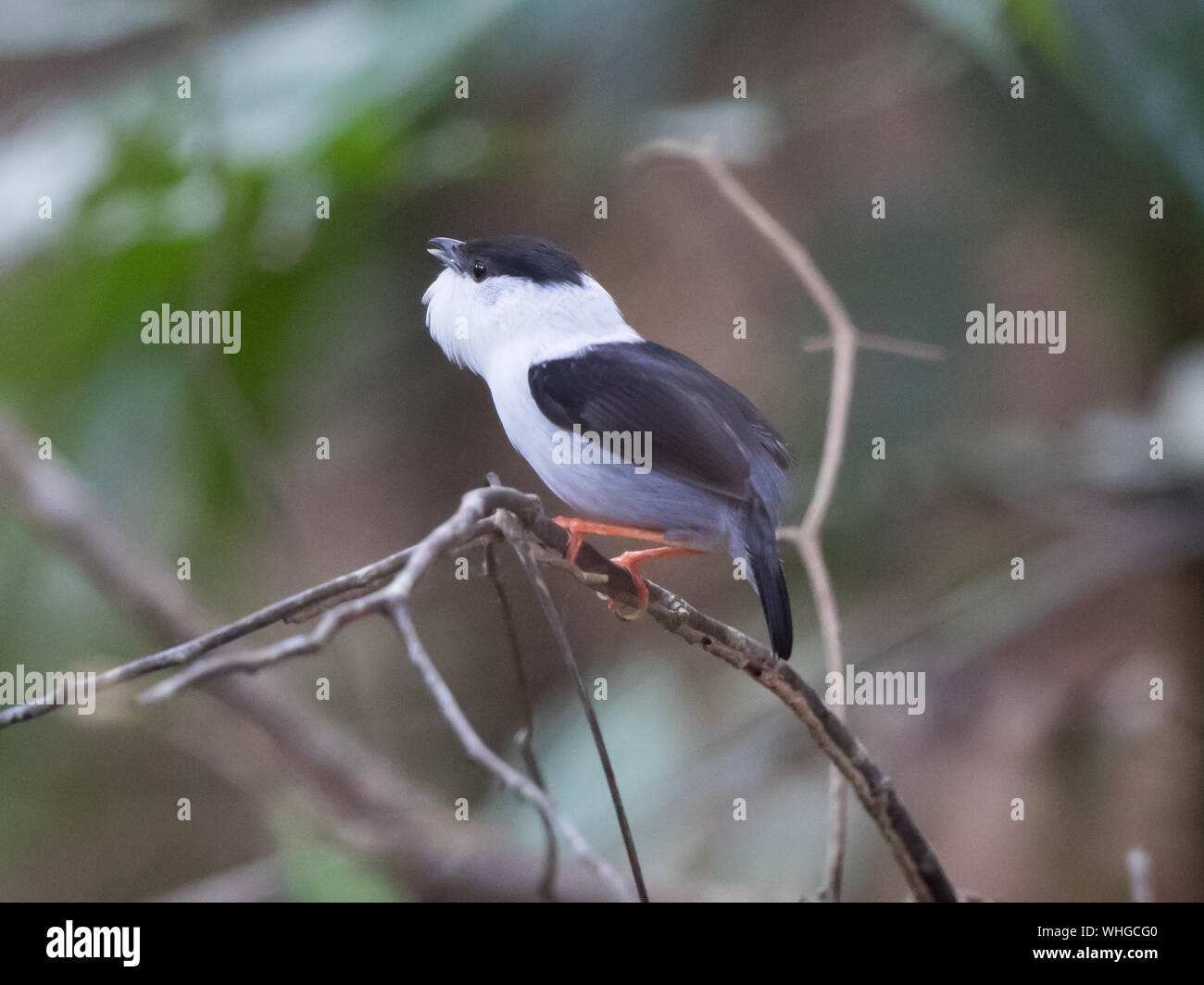 White-bearded Manakin (Manacus manacus Stock Photo - Alamy