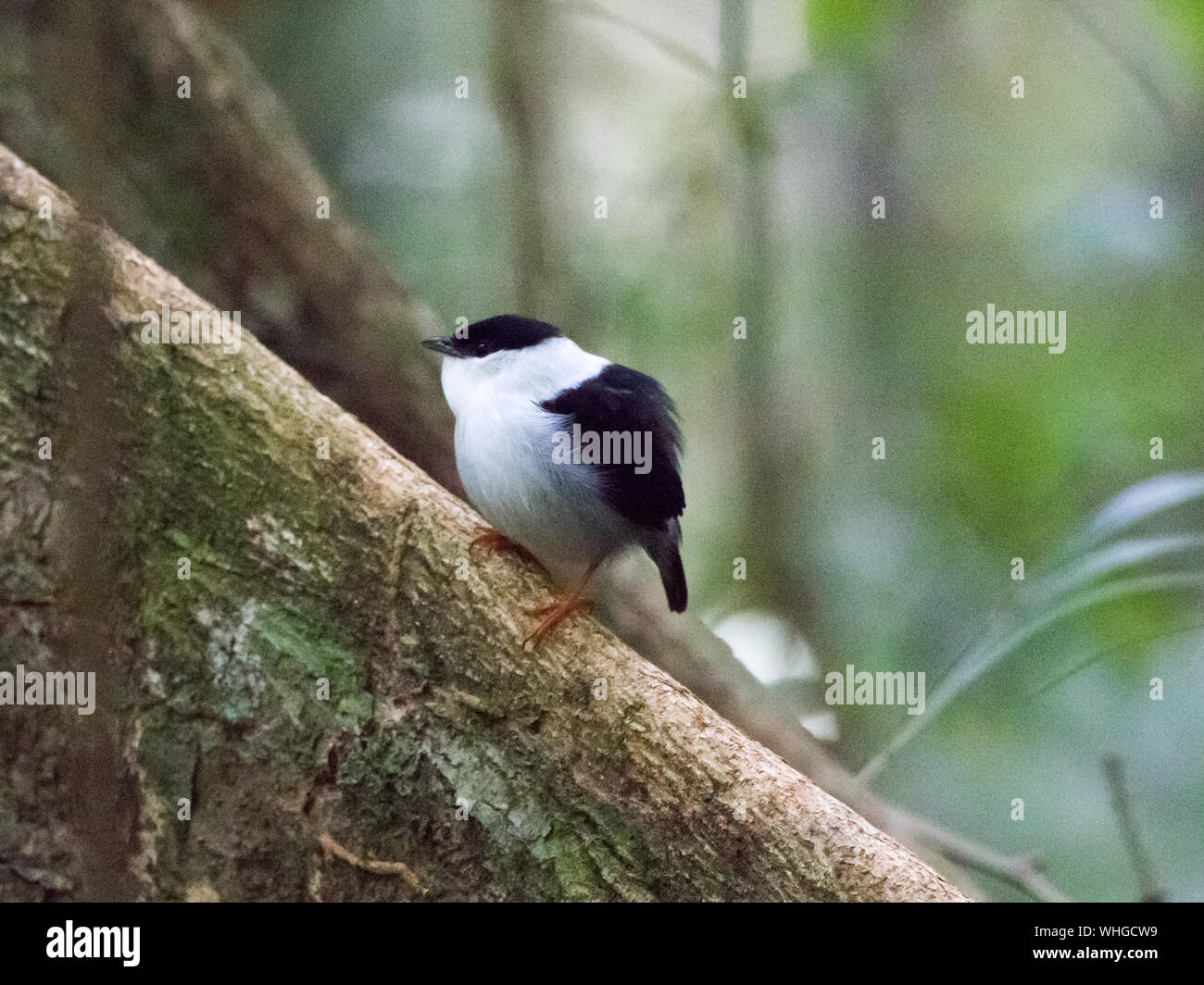 White-bearded Manakin (Manacus manacus Stock Photo - Alamy