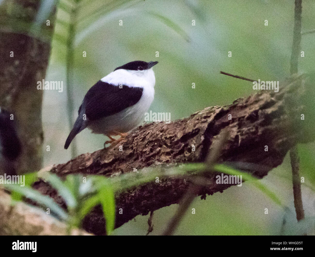 White bearded manakin hi-res stock photography and images - Alamy