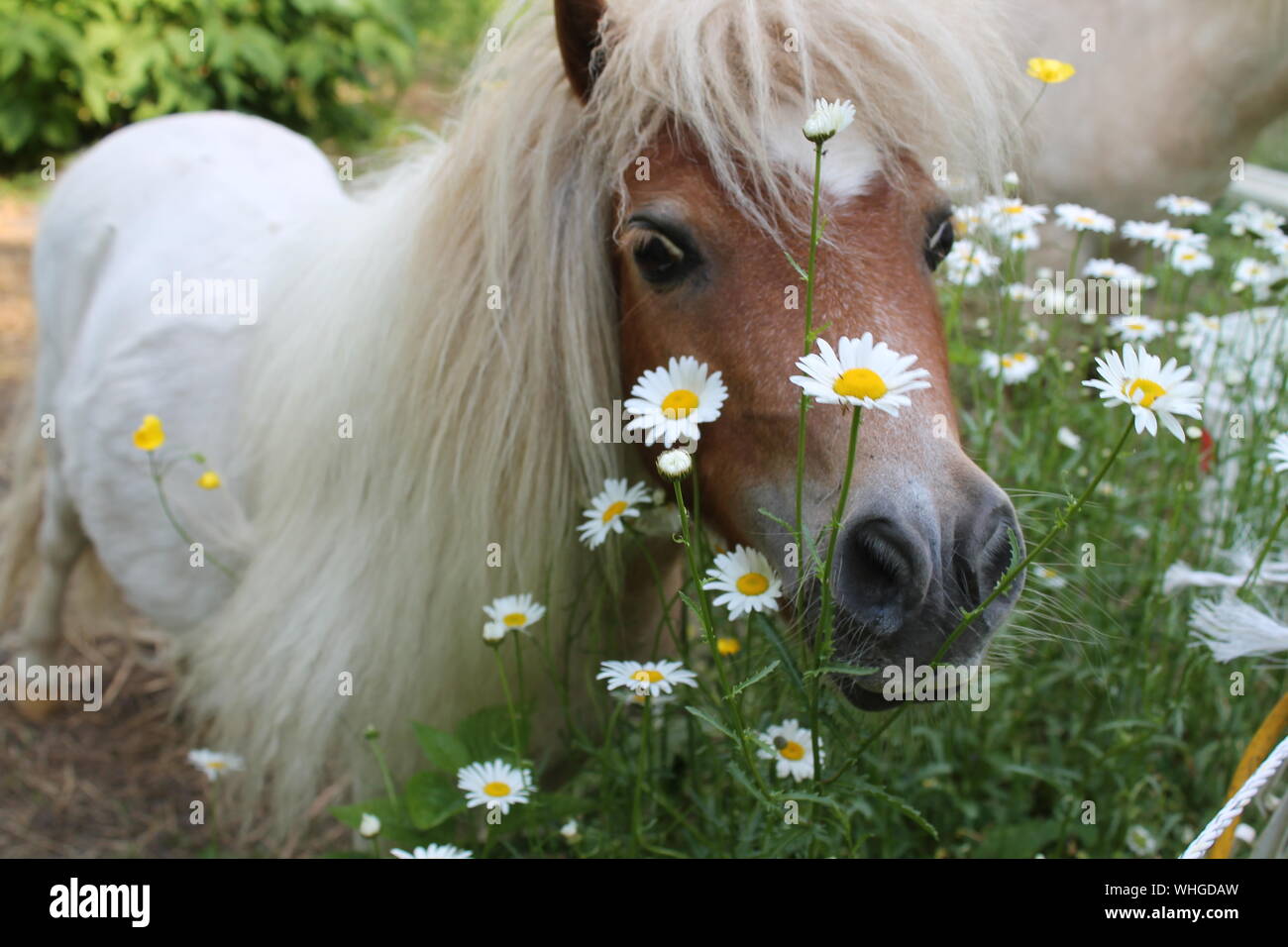 Horse Daisy High Resolution Stock Photography and Images - Alamy