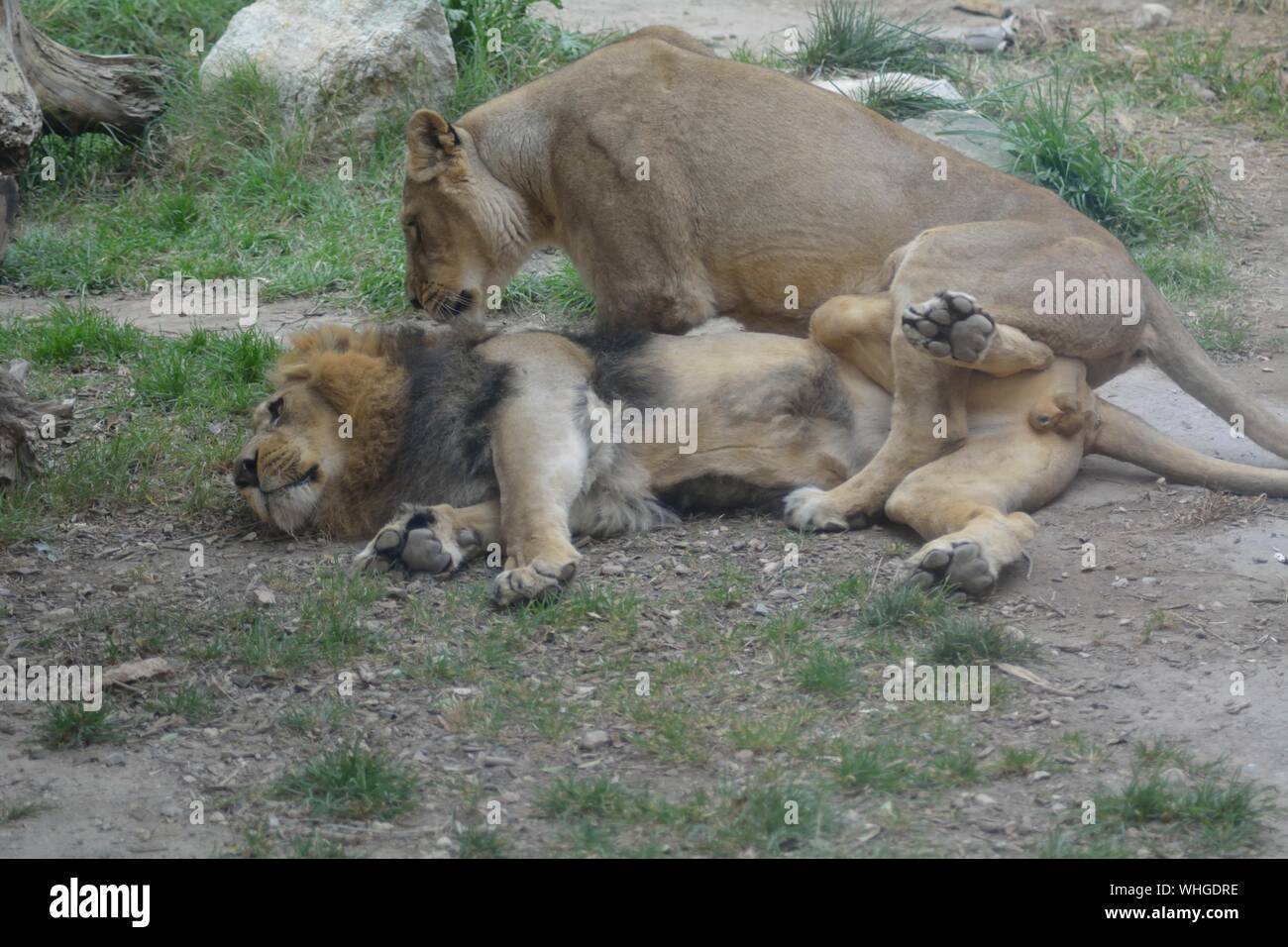 Lion Mating With Cheetah