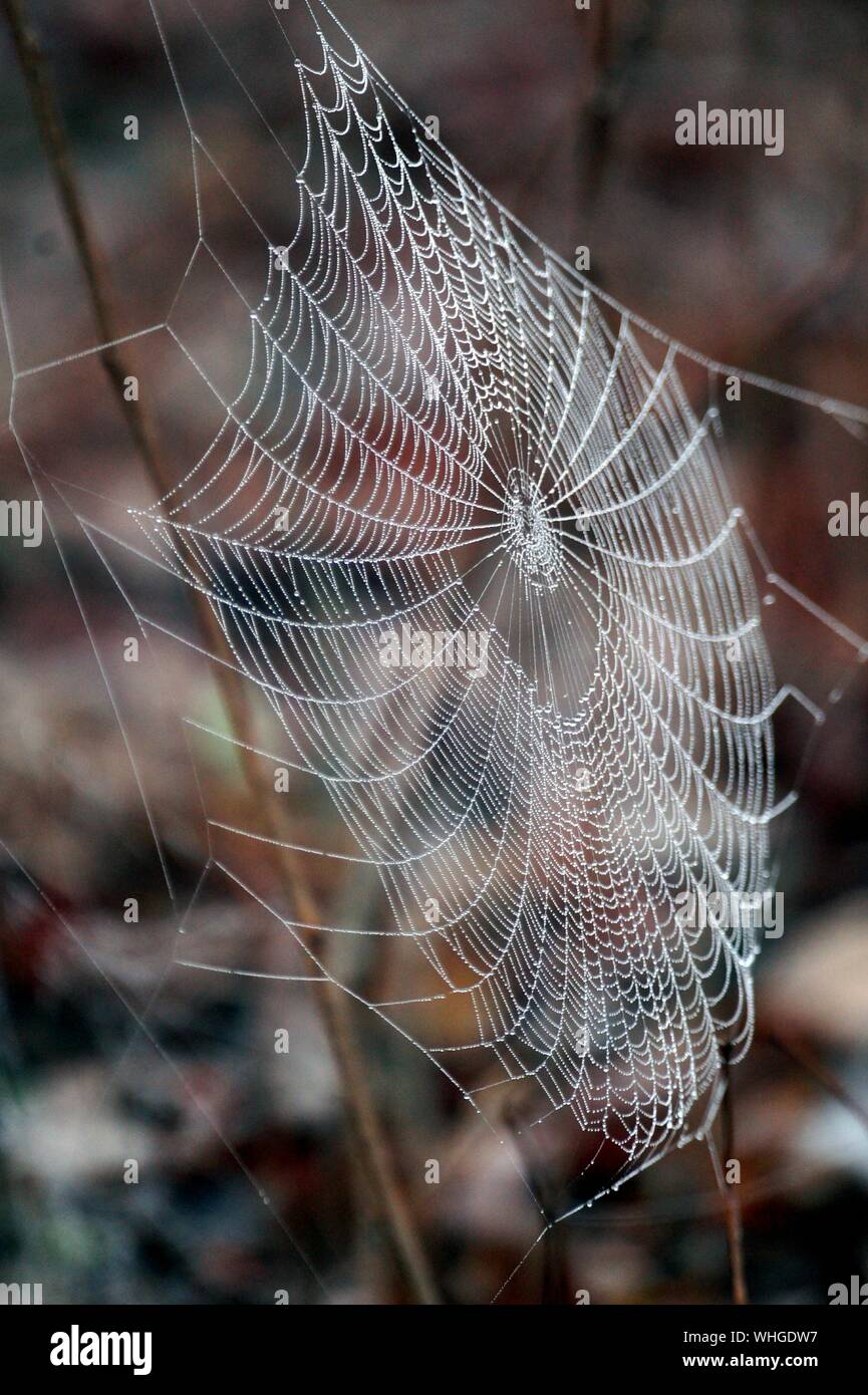 Branch and web spider hi-res stock photography and images - Alamy
