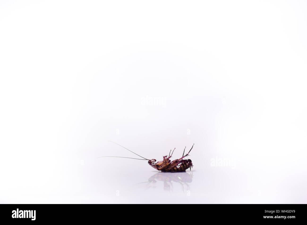 Insect white background hi-res stock photography and images - Alamy