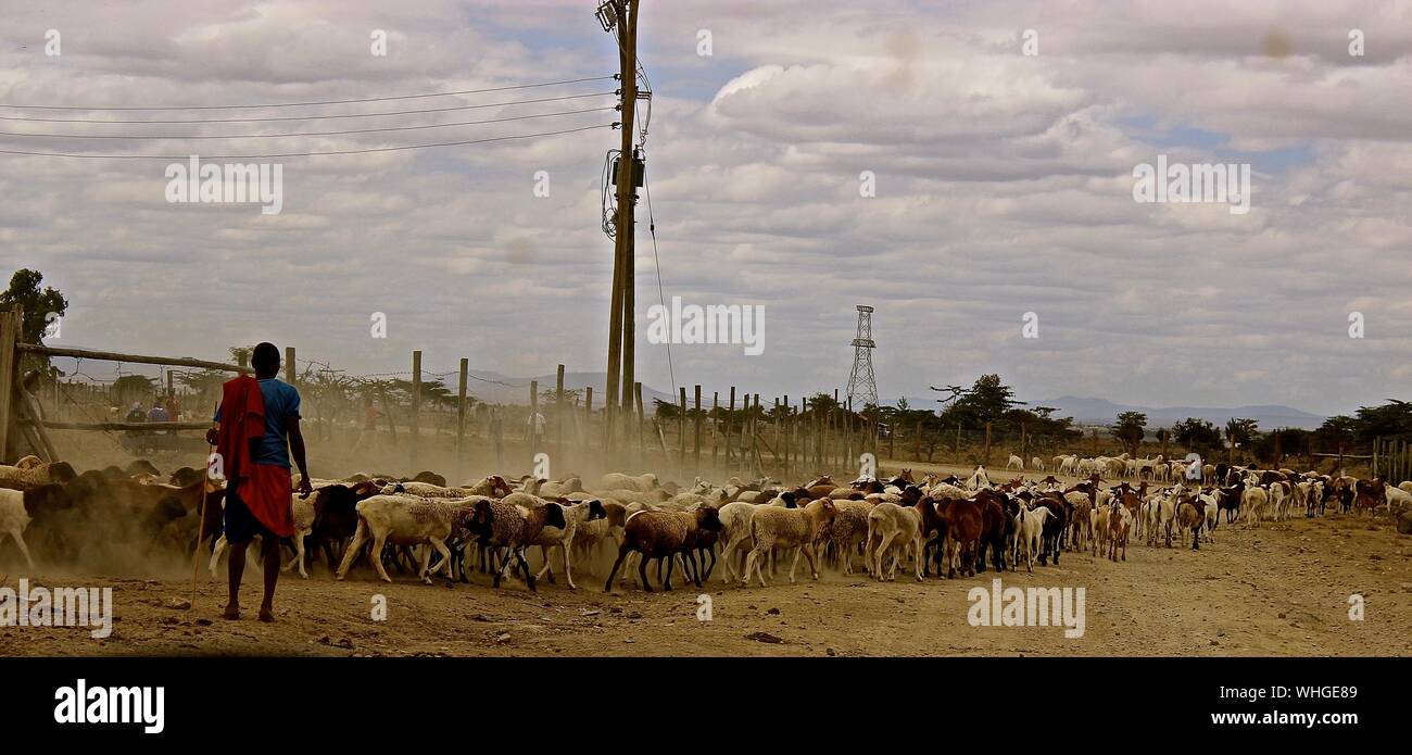 Animals herder hi-res stock photography and images - Alamy